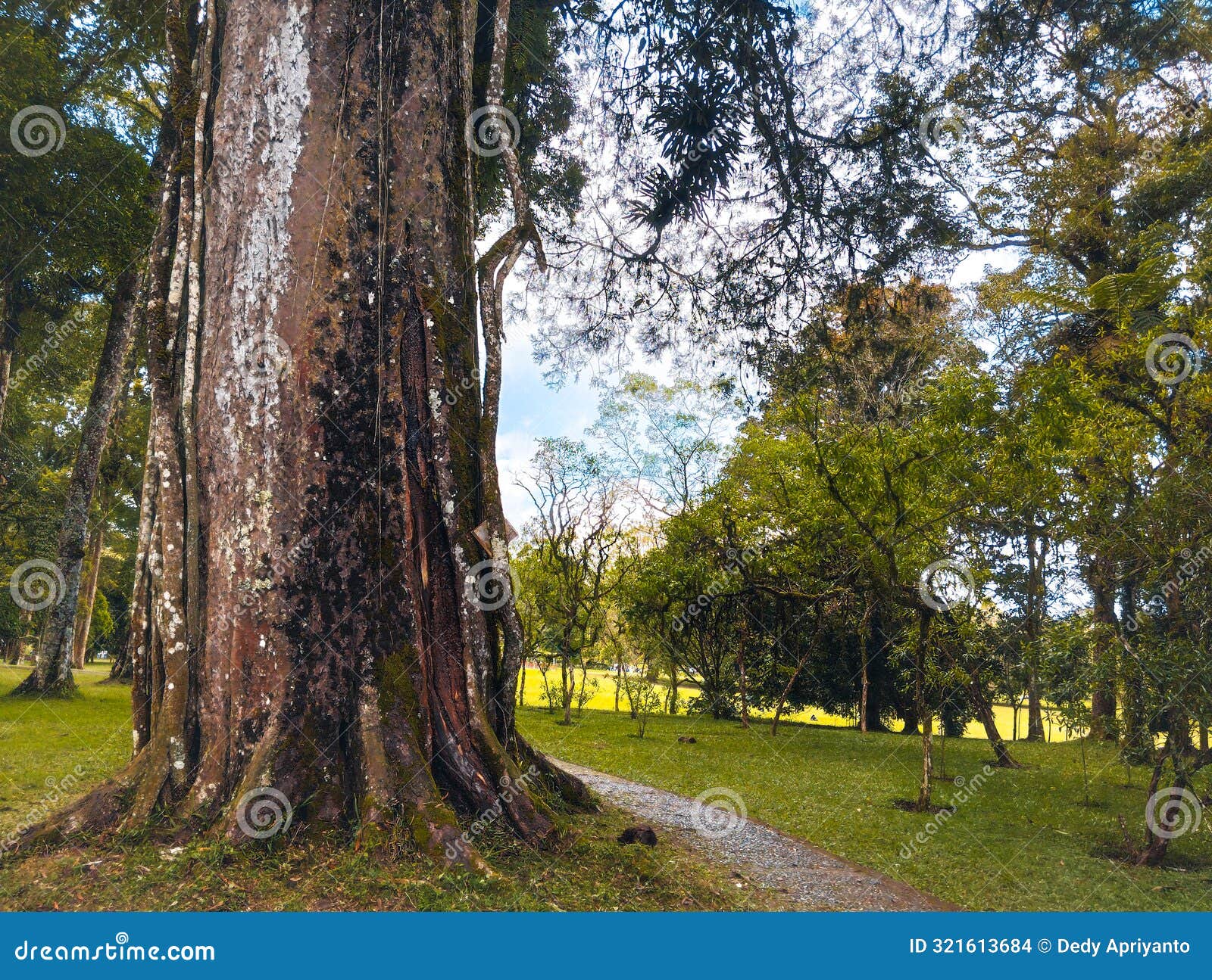 Texture of Branching Old Big Tree Roots Stock Photo - Image of akar ...