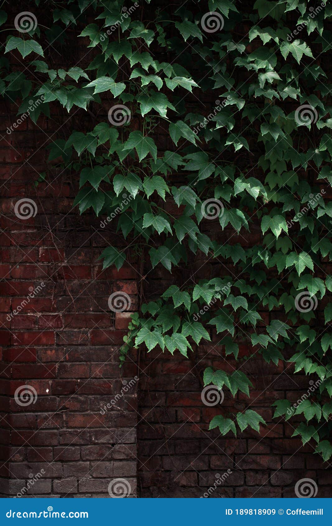 Texture of Brick Wall and Leaves. the Contrast of Nature and Human ...