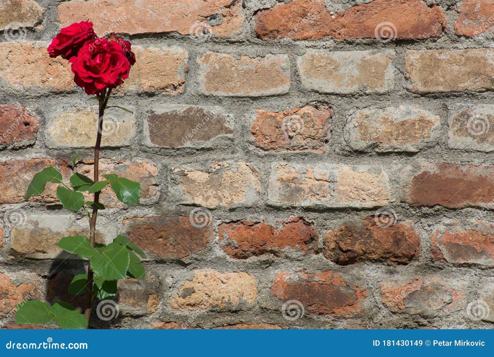 Texture of Brick Wall with Red Roses. Stock Image - Image of style ...