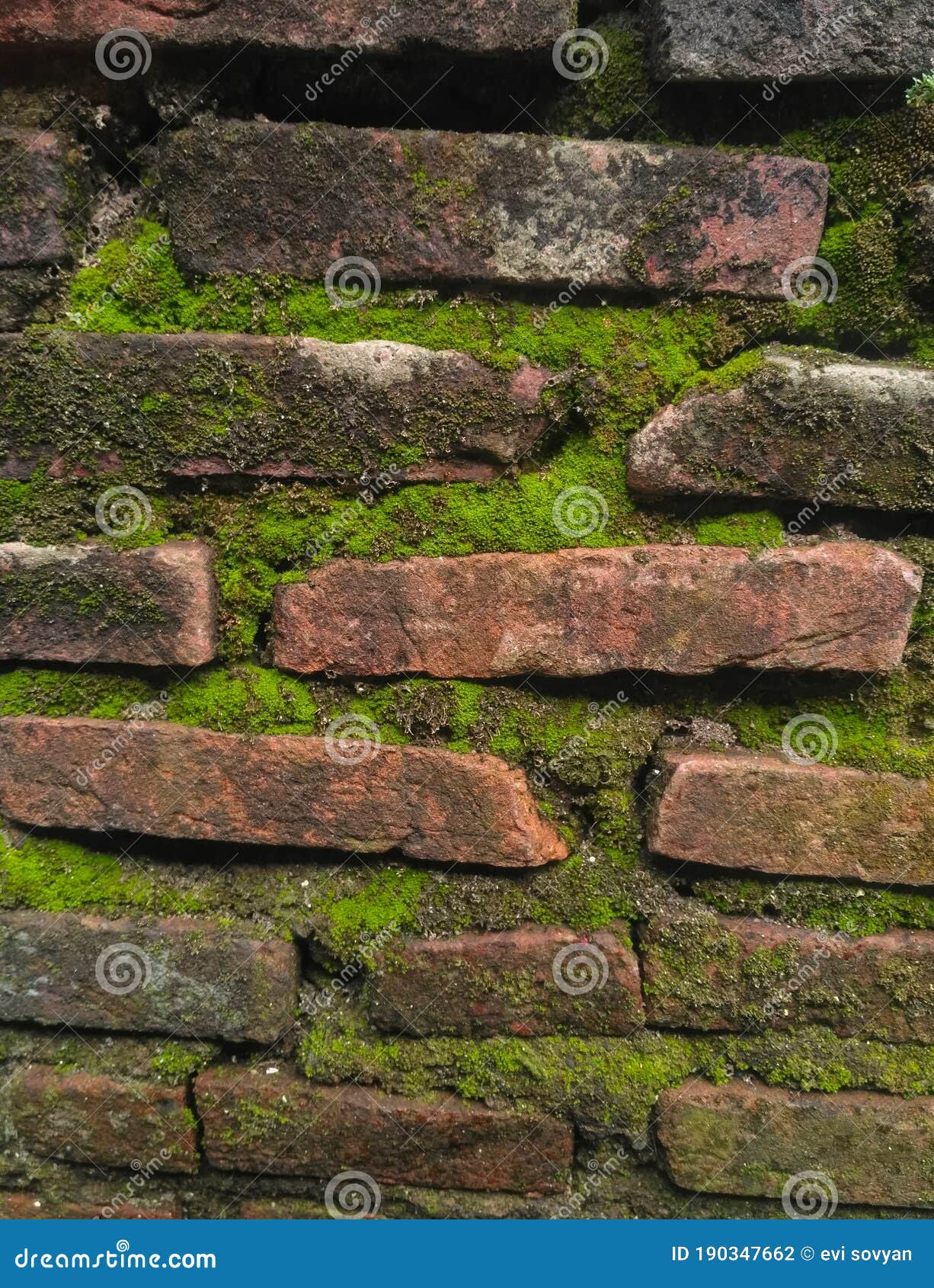 The Texture of Bricks with Green Mossï¿¼ Stock Photo - Image of moss ...