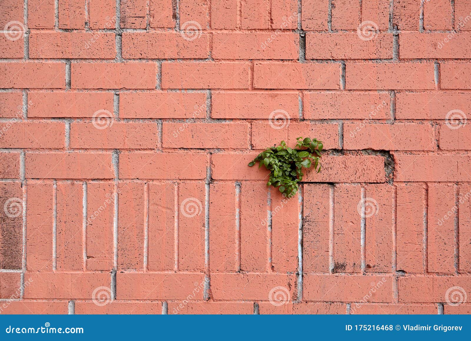 Texture of Brickwork with a Plant Element Stock Photo - Image of stone ...