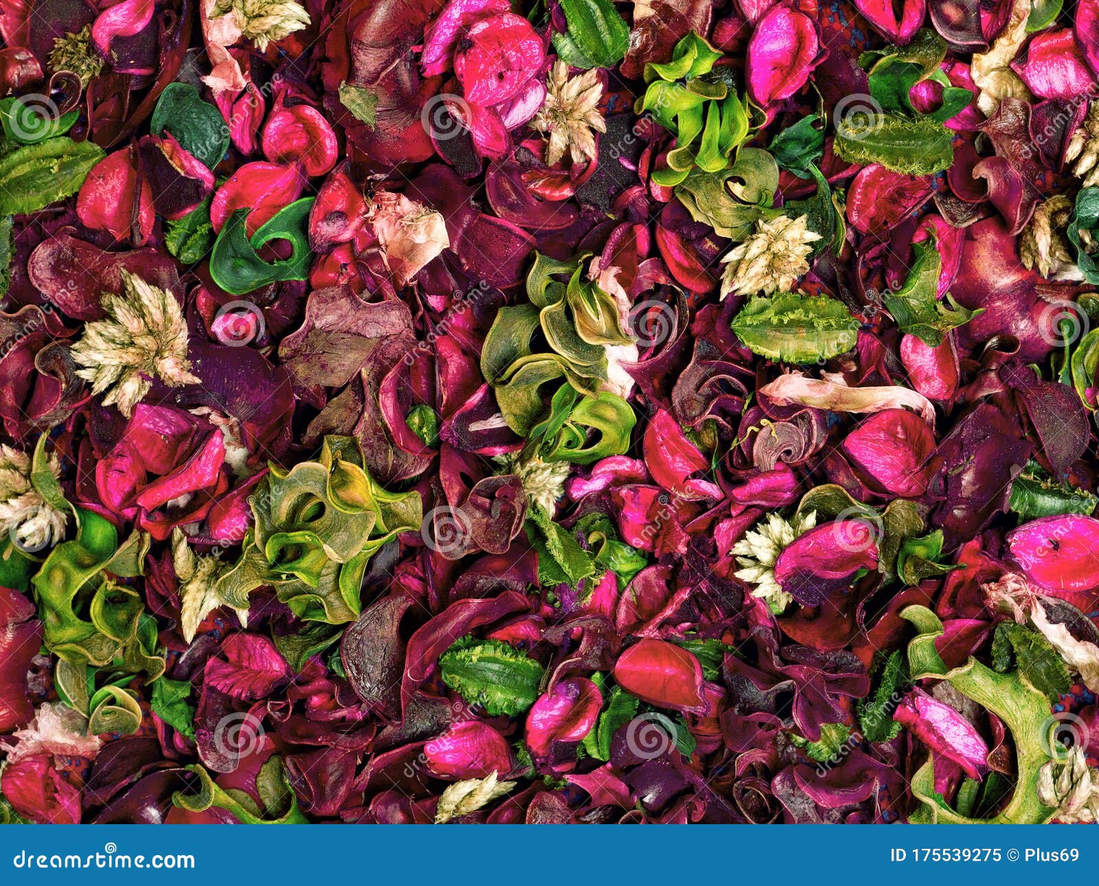 Texture of Bright Colorful Carpet of Flowers Stock Image - Image of ...