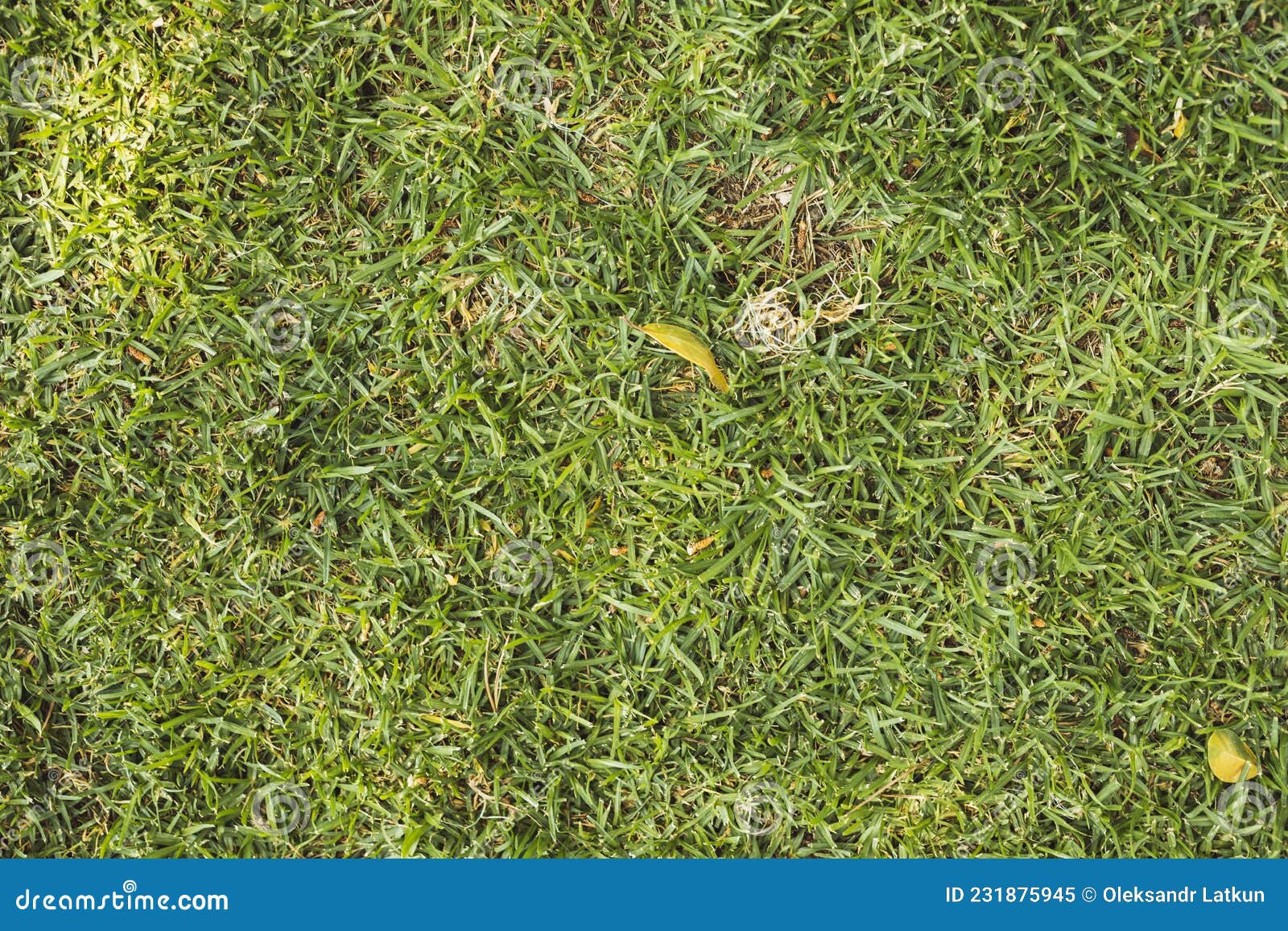 Texture Bright Green Grass. High Quality Photo Stock Image - Image of ...