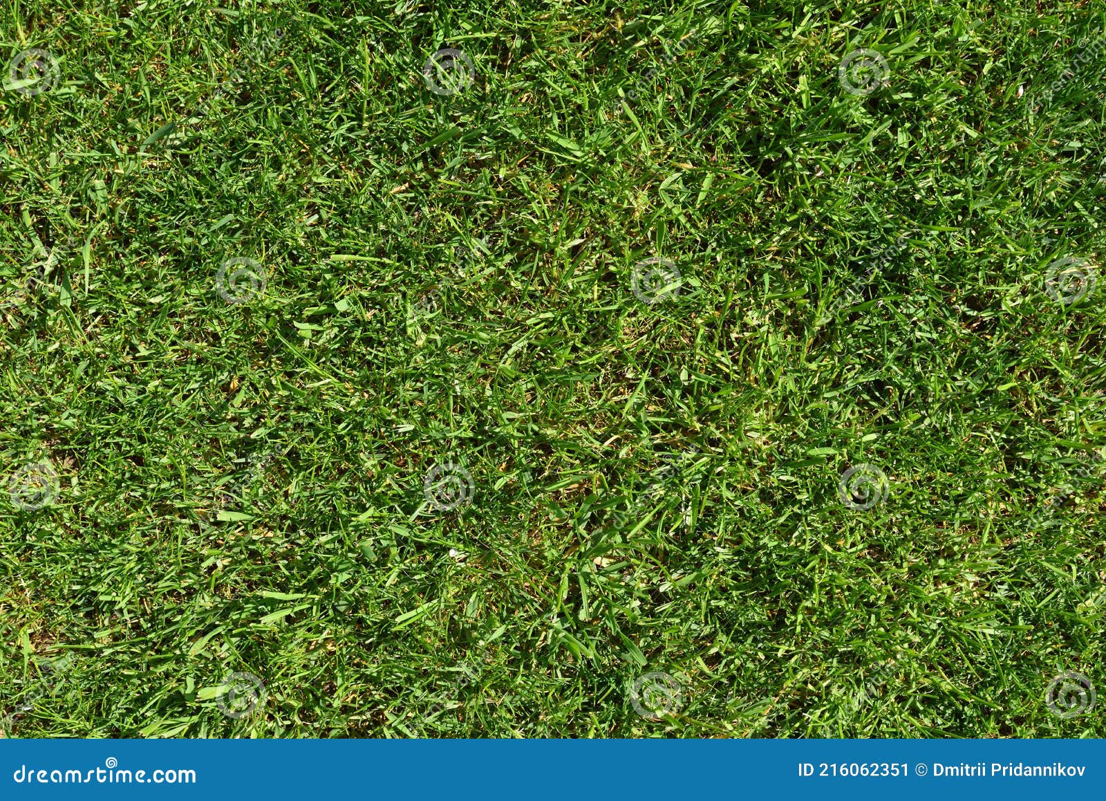 The Texture of the Bright Green Grass of the Lawn. Bright Background ...