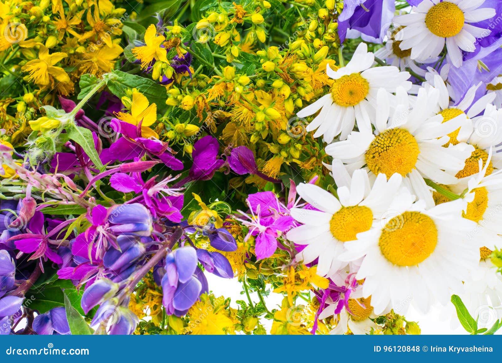 Texture of Bright Wildflowers Stock Photo - Image of daisies, closeup ...