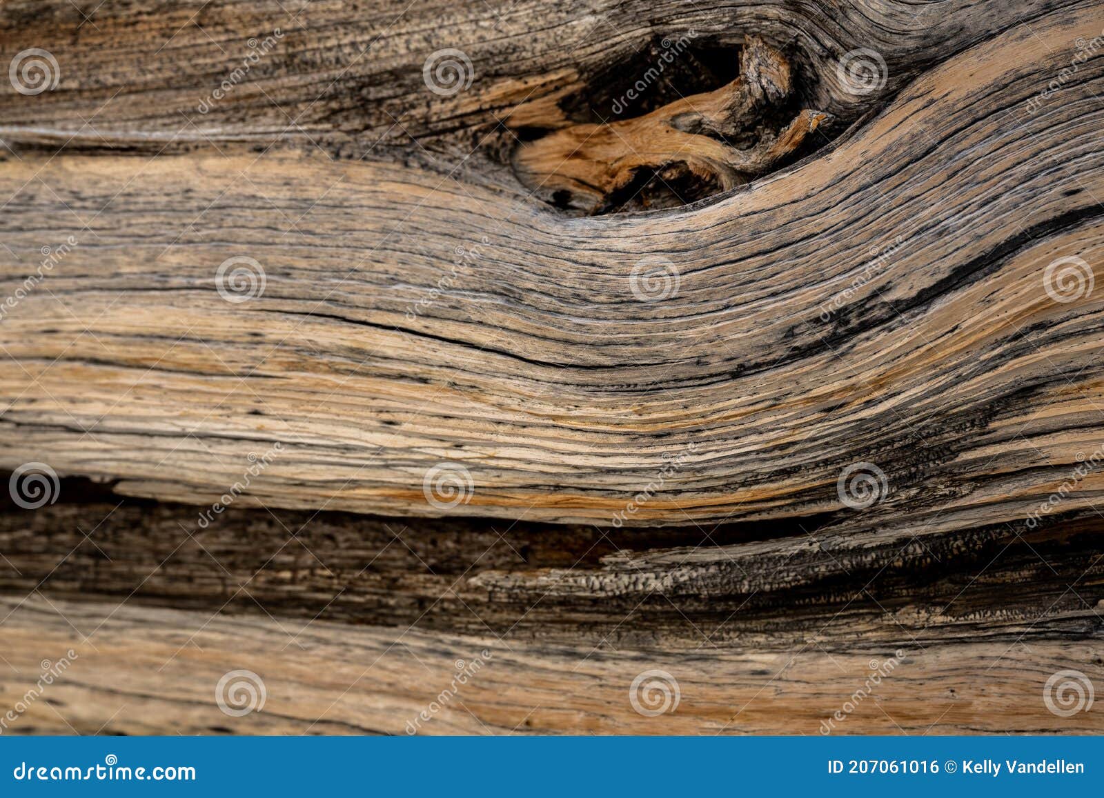 Texture of Bristle Cone Tree Shows Thousands of Years of Age Stock ...