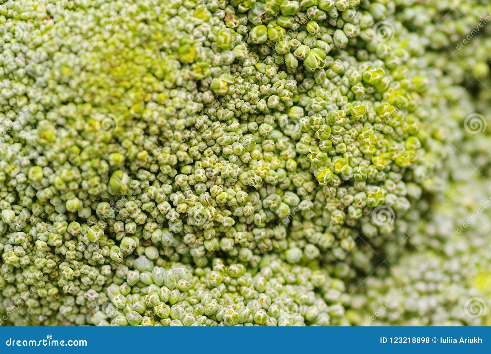 Texture of Broccoli Close Up for Background. Green Broccoli Cabbage Top ...