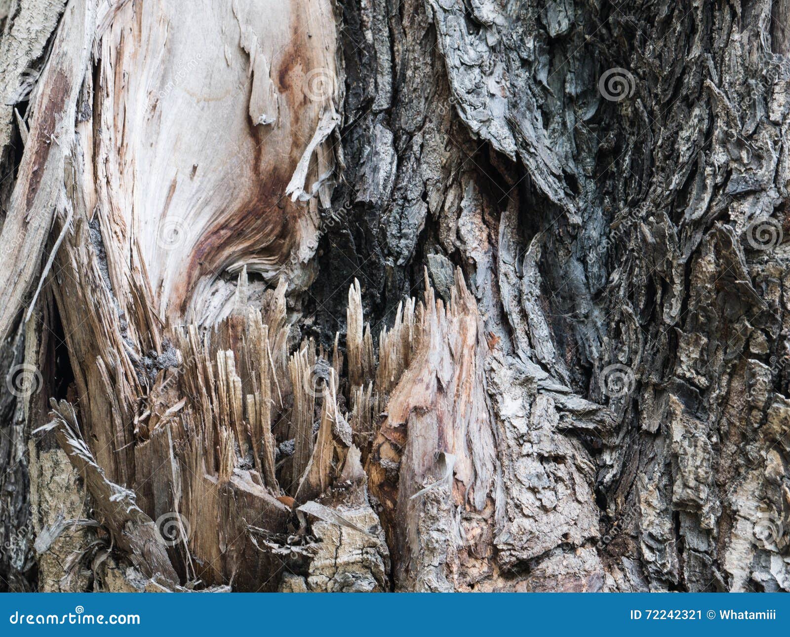 Texture of the Broke Bark Form Old Giant Tree Stock Image - Image of ...