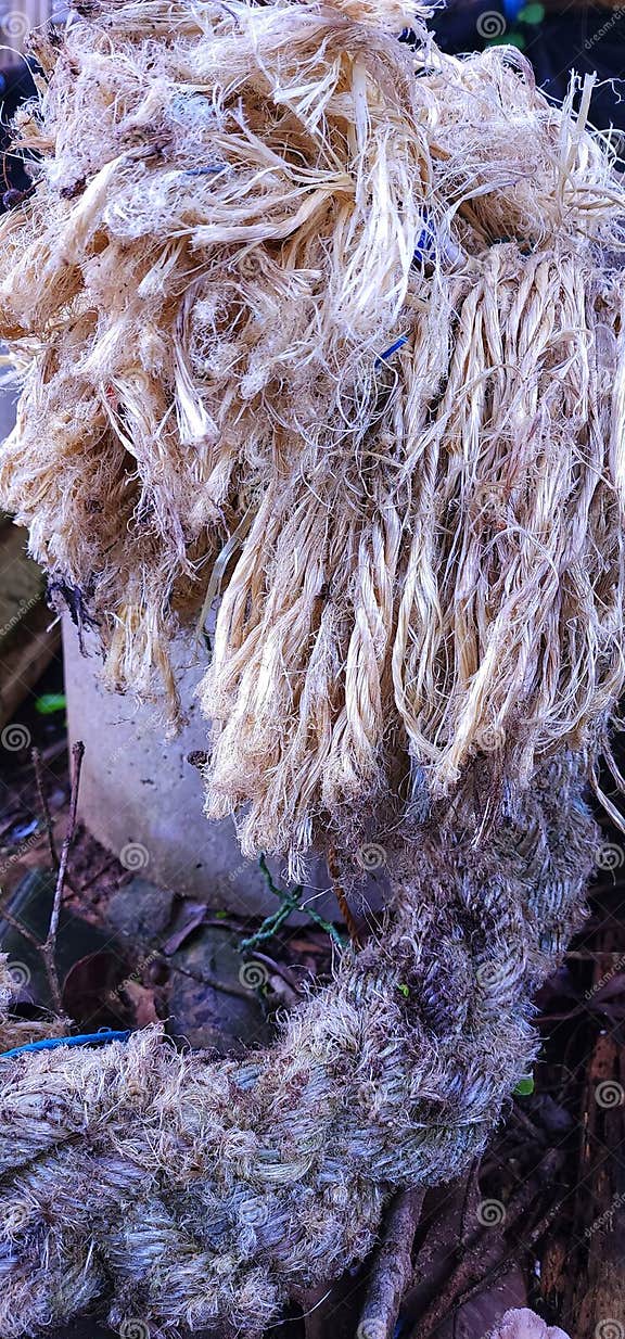 Texture of Broken Rope. White and Brown Stock Image - Image of snow ...