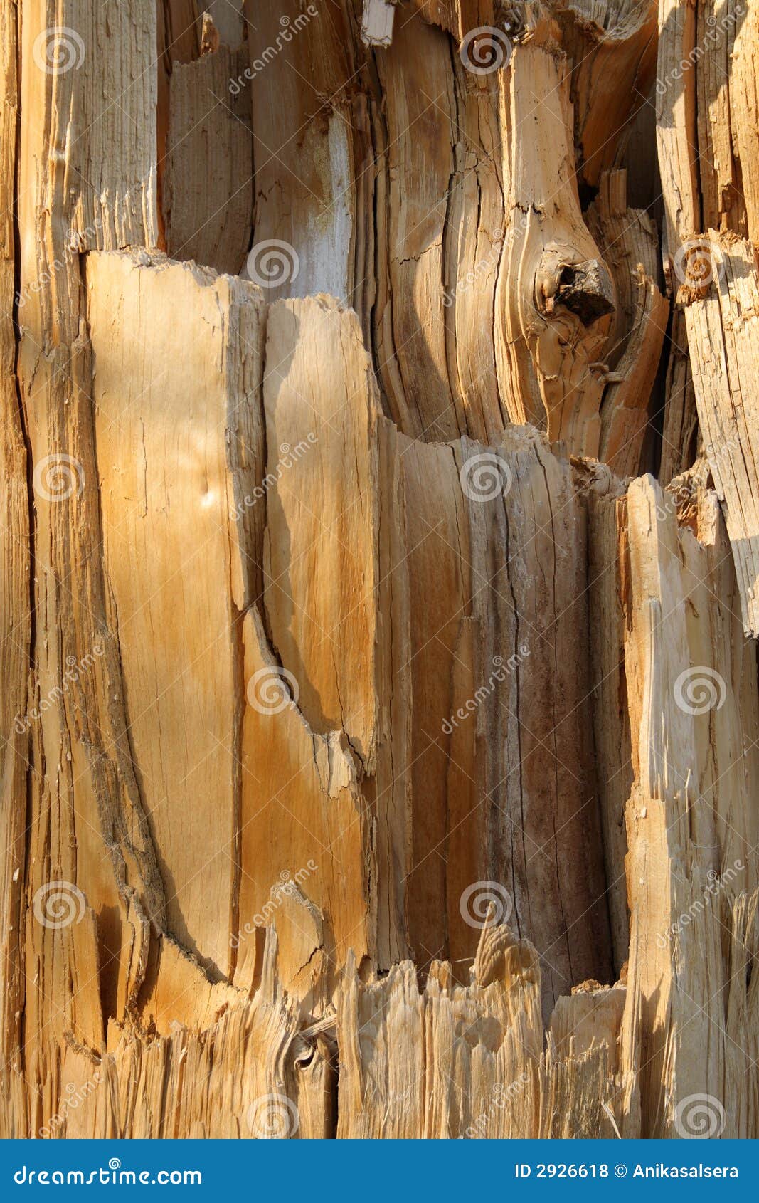 Broken Tree Royalty-Free Stock Image | CartoonDealer.com #110704852