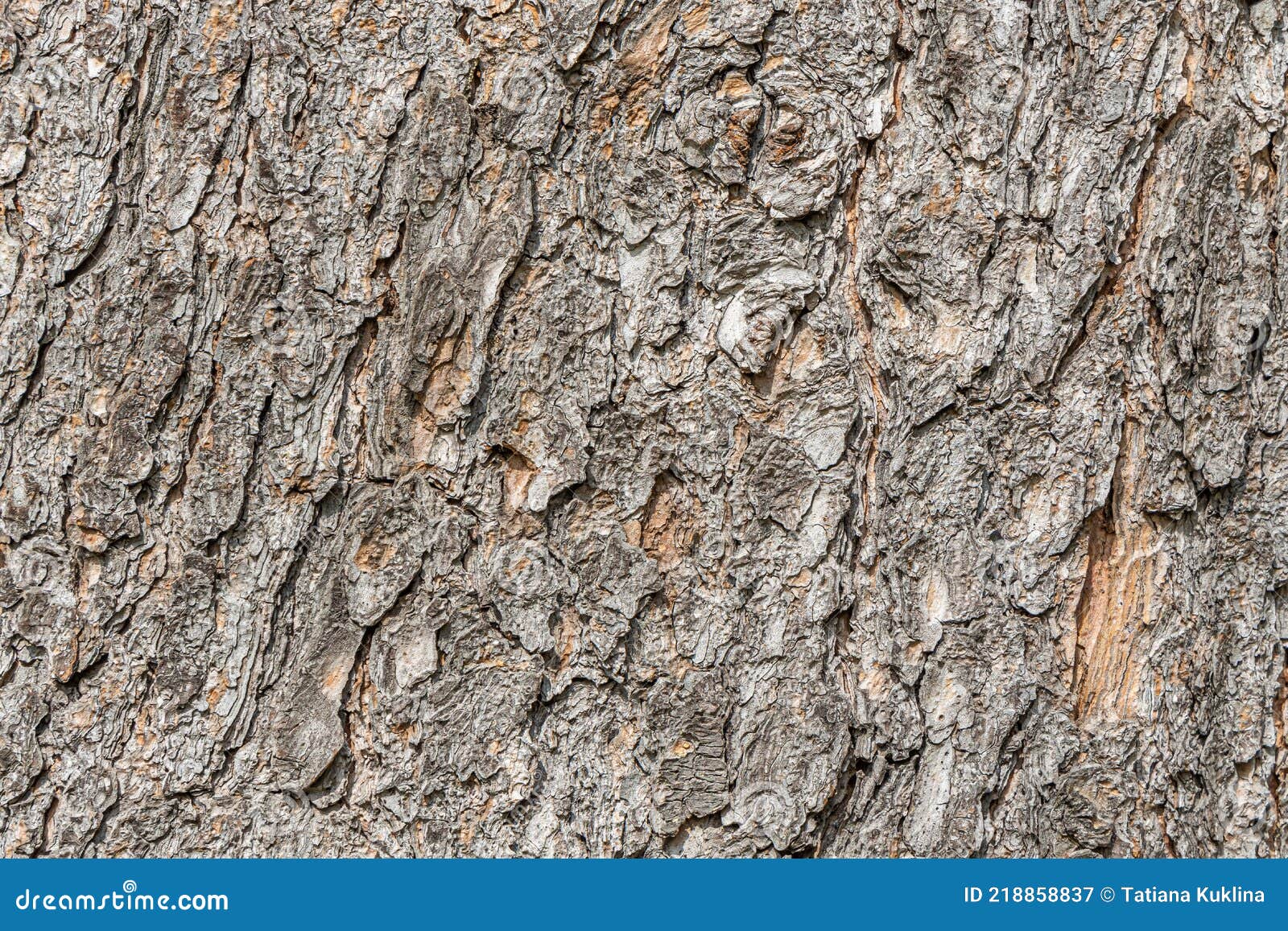 Texture of Brown Bark of Old Tree with Knots and Cracks is in the Photo ...