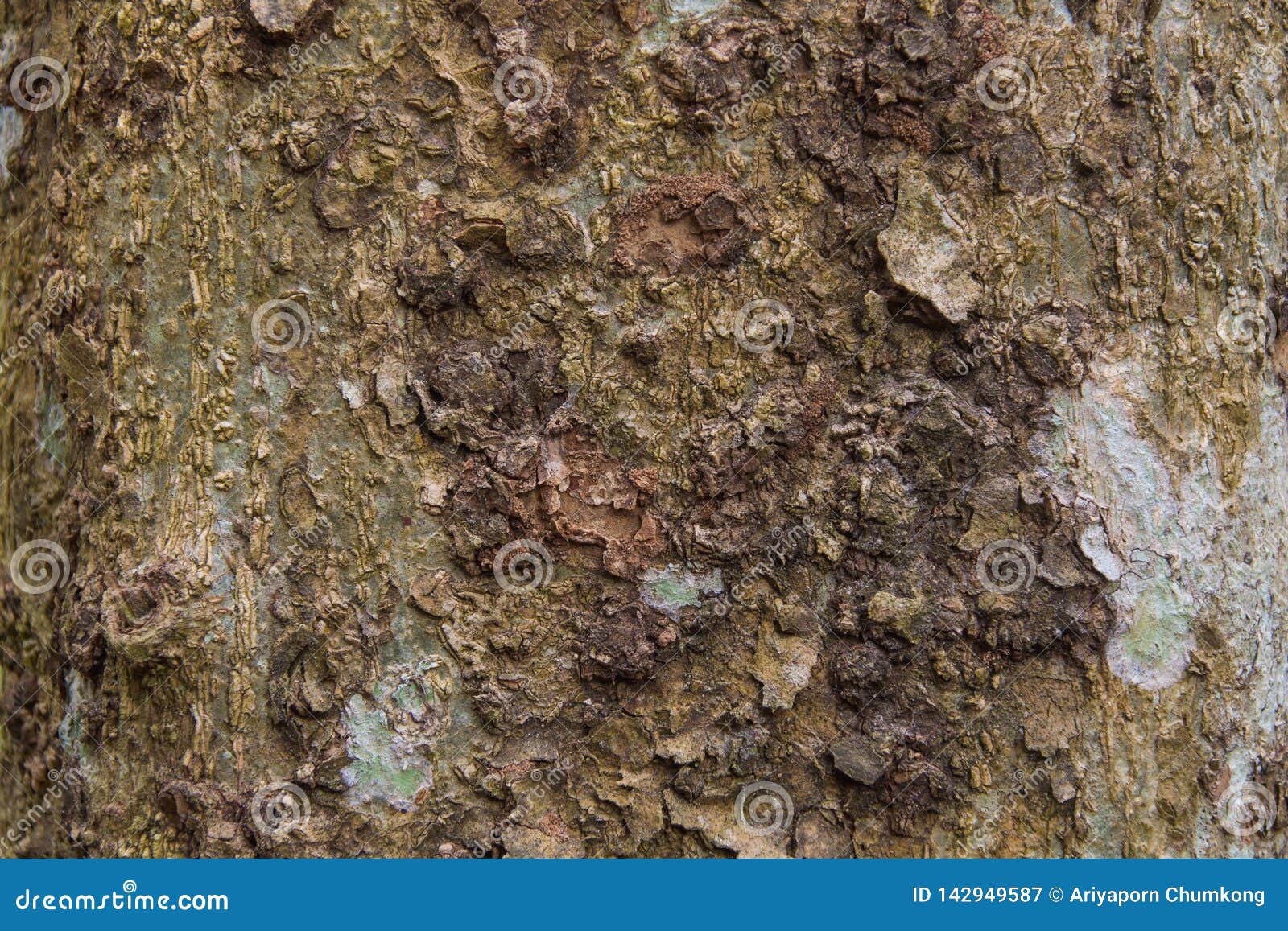 Texture of the Brown Bark of a Tree Stock Image - Image of grain ...