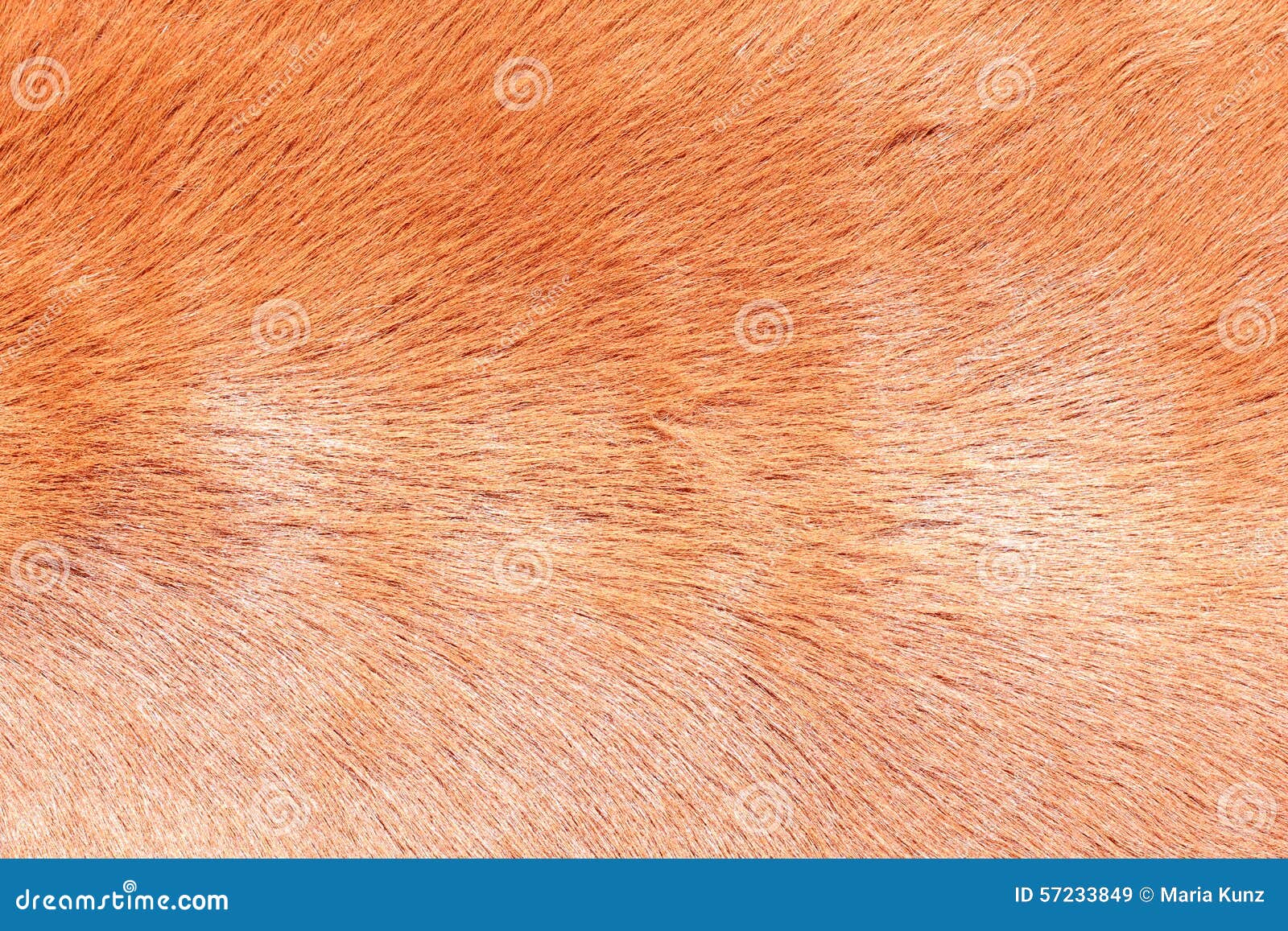 Texture of a Brown Cow Coat Stock Image - Image of horizontal, macro ...