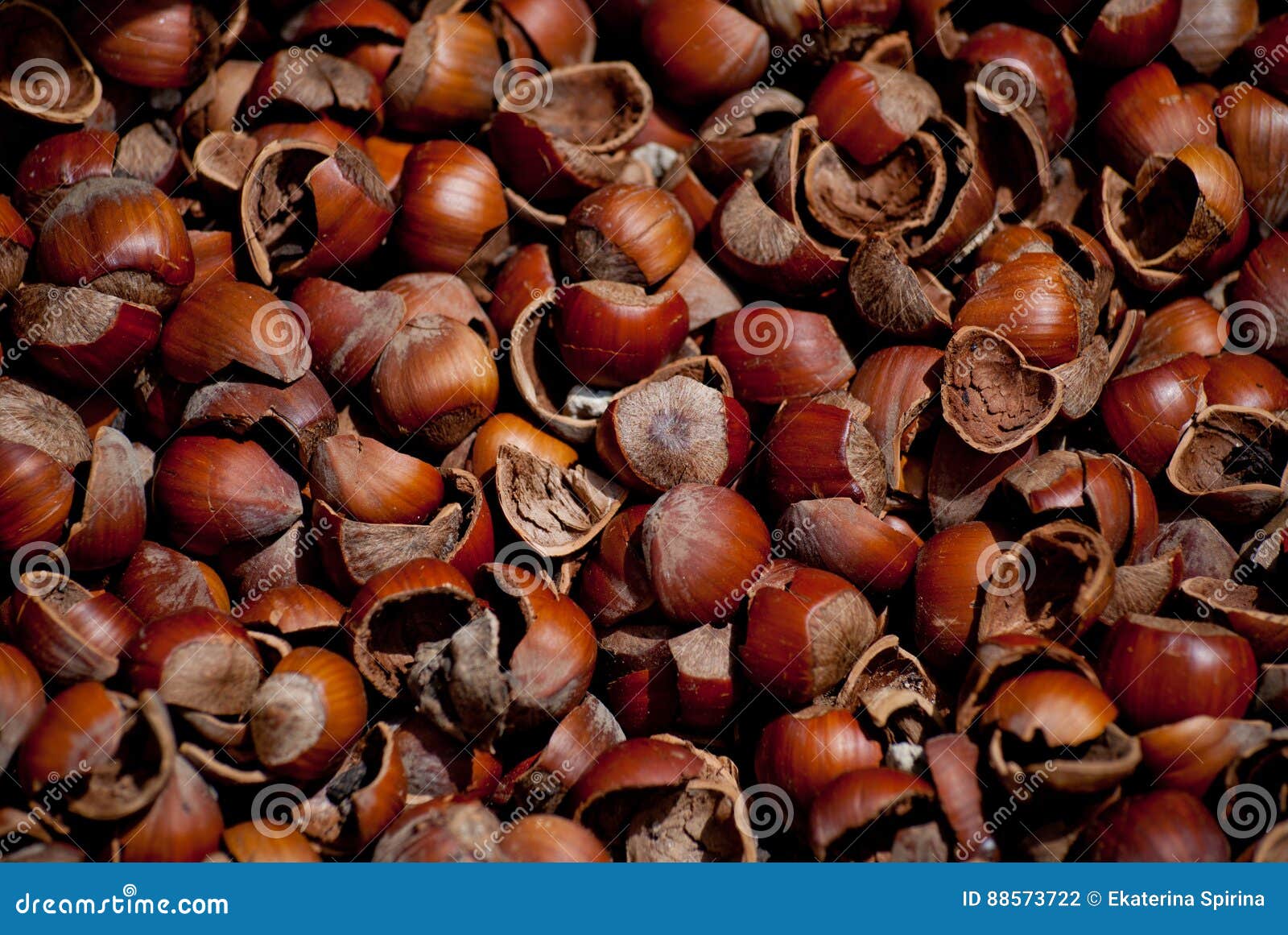 Texture of Brown Hazel Nutshell. Stock Photo - Image of macro, nutshell ...