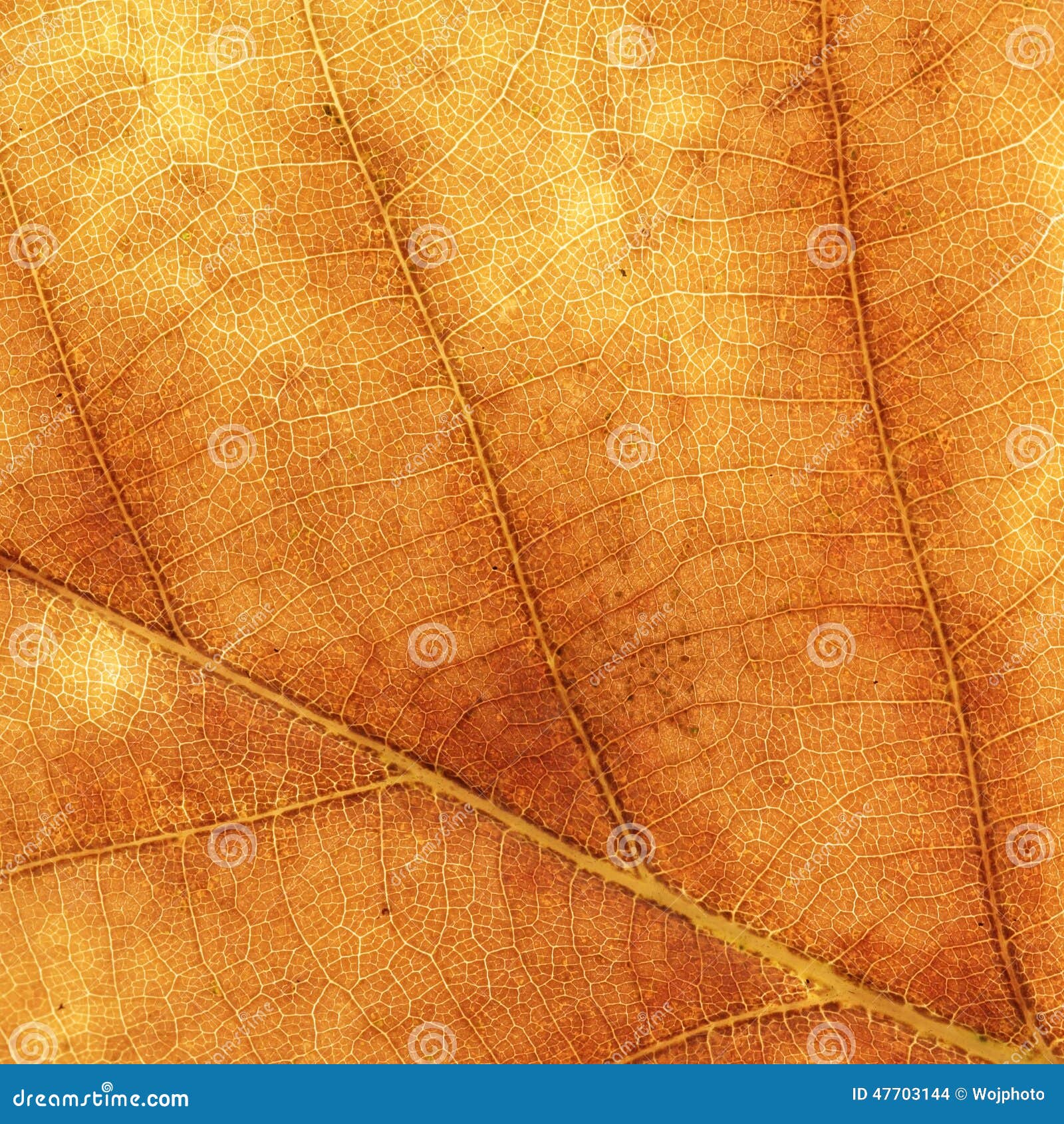 Texture of a Brown Maple Leaf Stock Photo - Image of beautiful, botanic ...