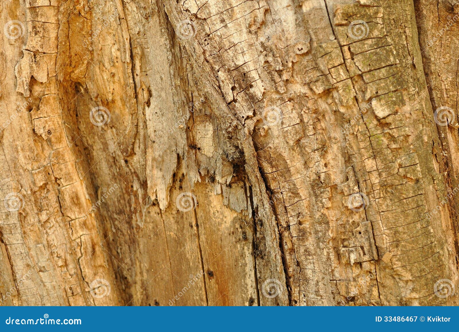 Texture of brown tree stock image. Image of material - 33486467