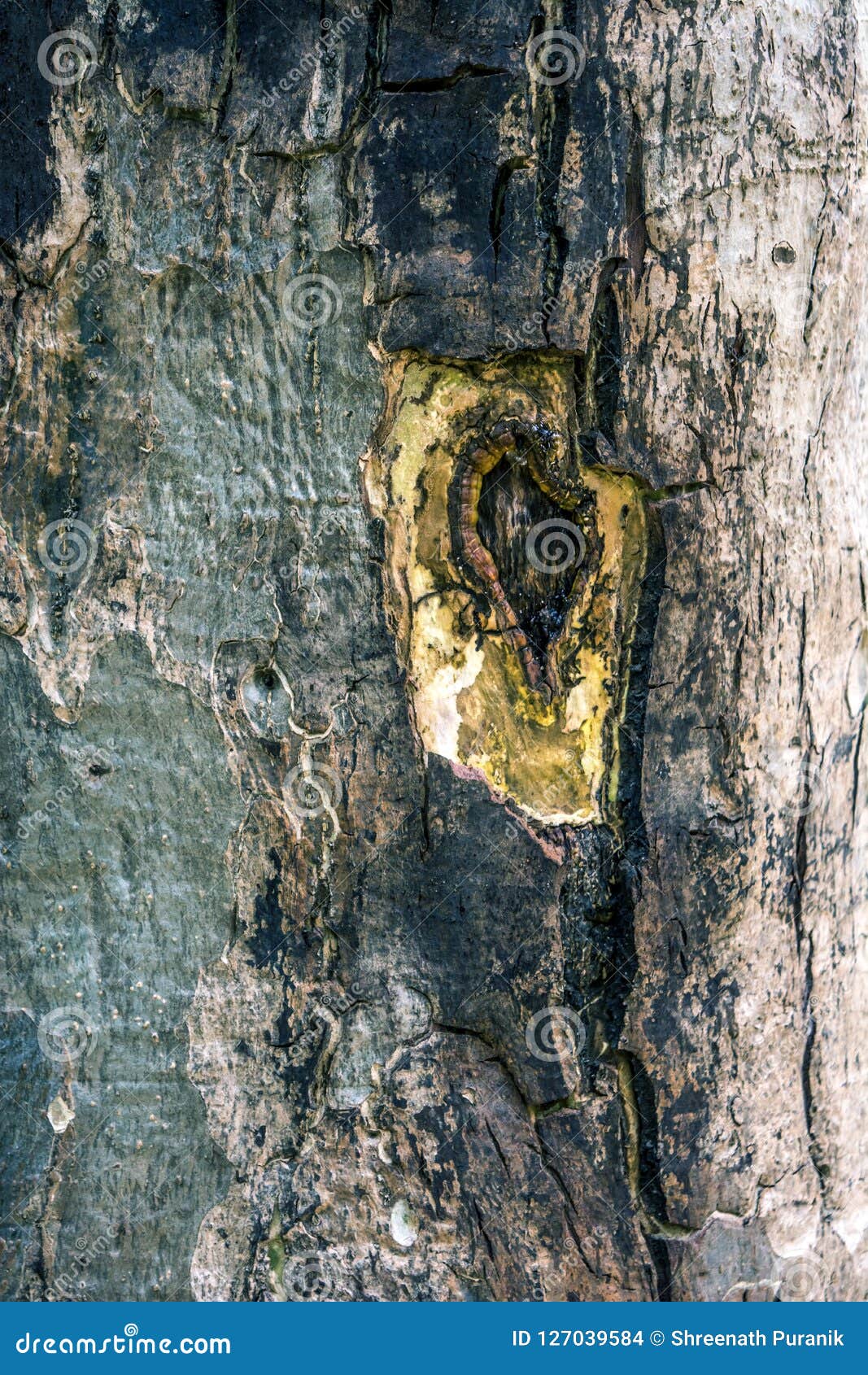 Texture of Brown Tree Trunk Stock Photo - Image of brown, rough: 127039584