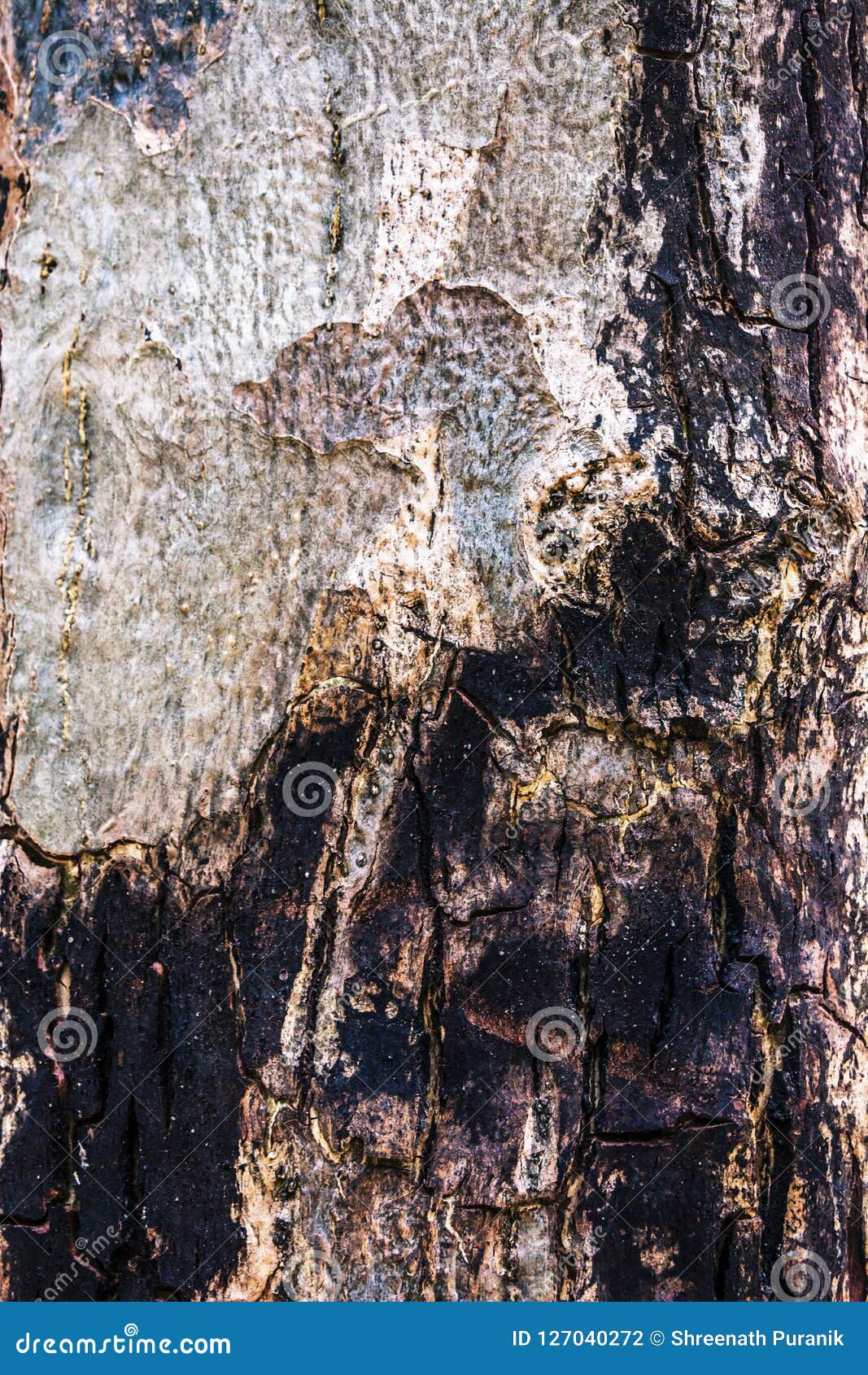 Texture of Brown Tree Trunk Stock Photo - Image of hardwood, rough ...