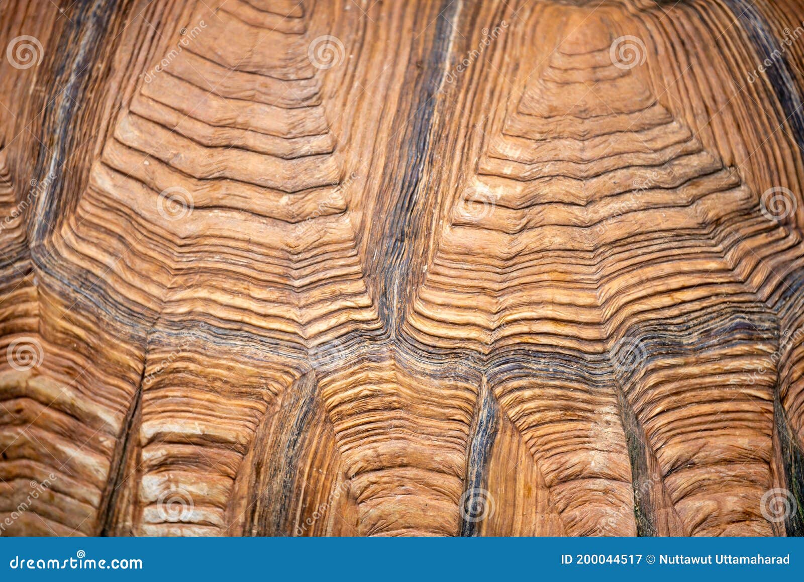 Texture Of Turtle Carapace. , Pattern On Tortoise Shell Backgrou ...