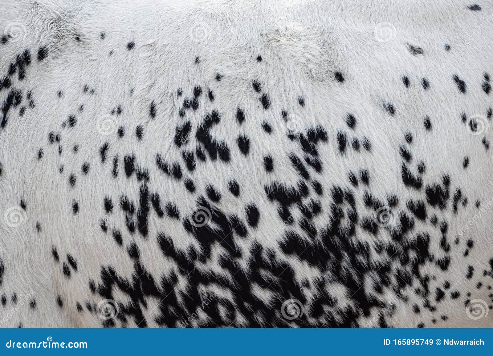 Bull Skin Texture Stock Photography | CartoonDealer.com #111472460