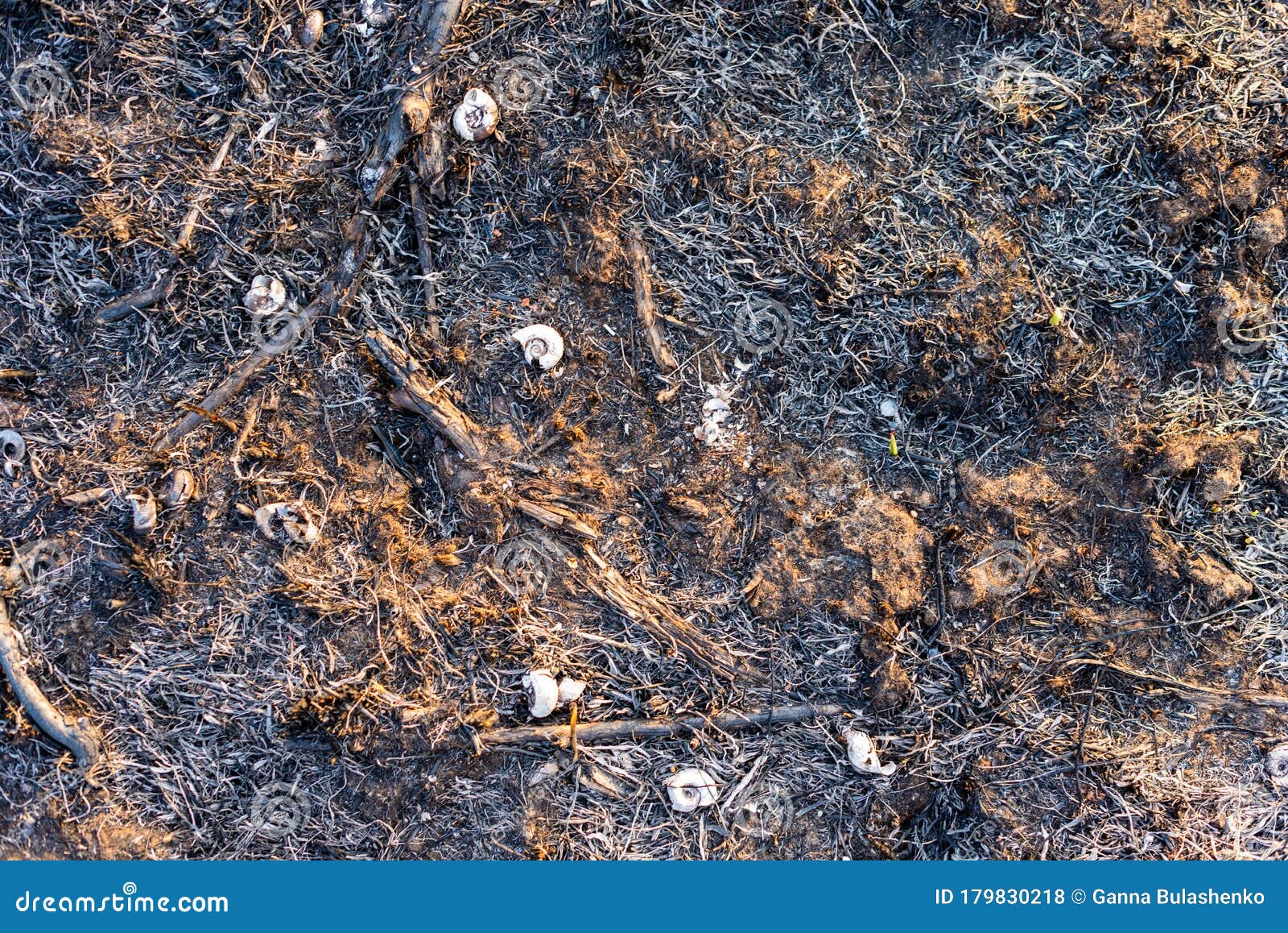 Texture of Burnt Grass in the Field Stock Photo - Image of destruction ...