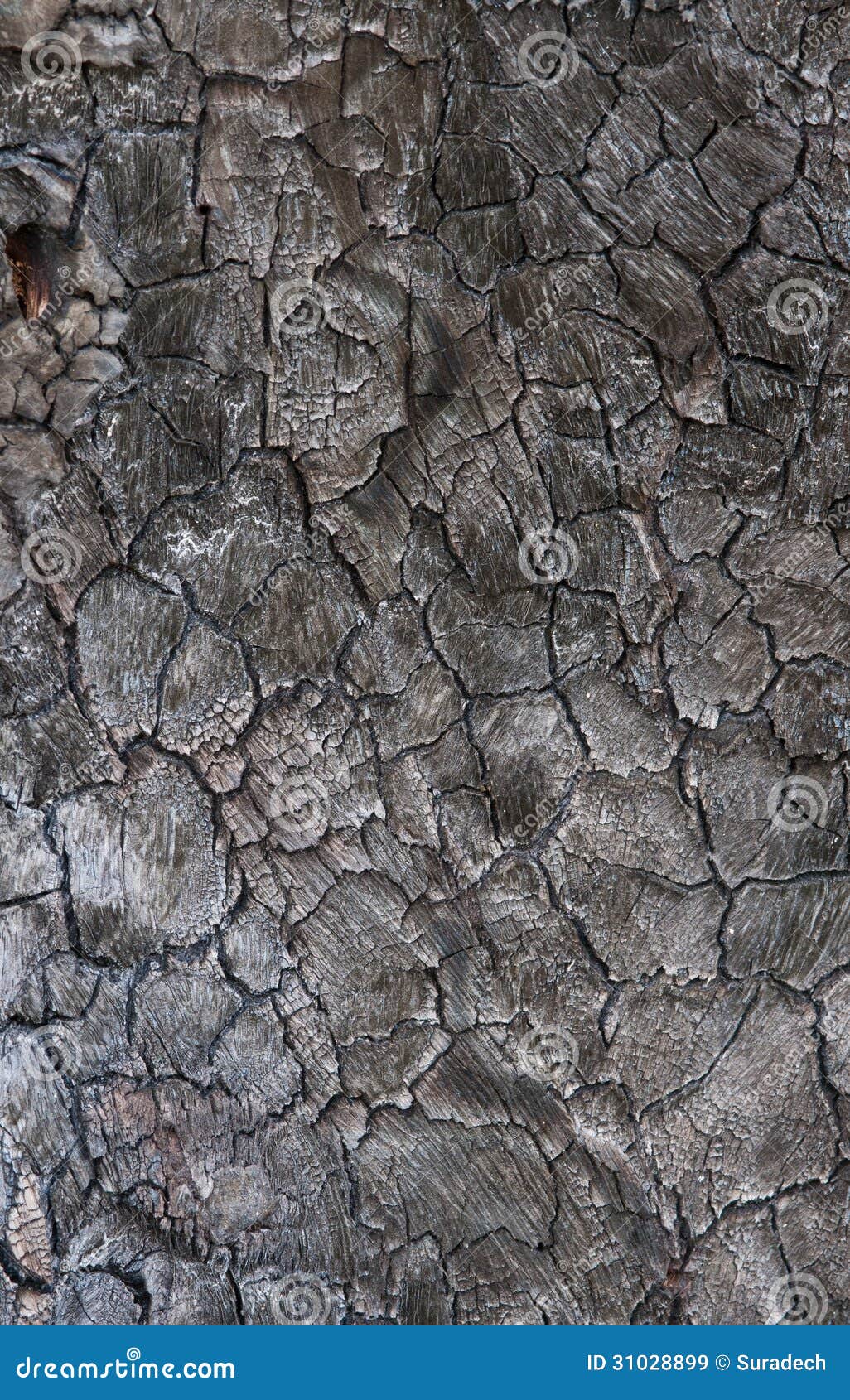 Texture of Burnt Tree after Fire Stock Image - Image of cinder, surface ...