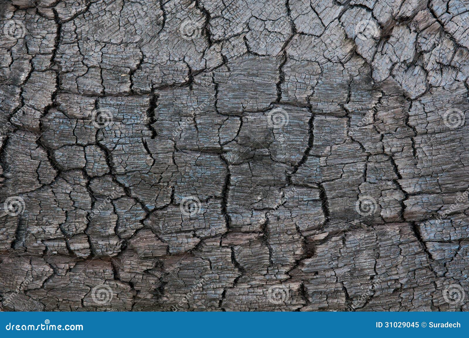 Texture of Burnt Tree after Fire Stock Image - Image of surface ...