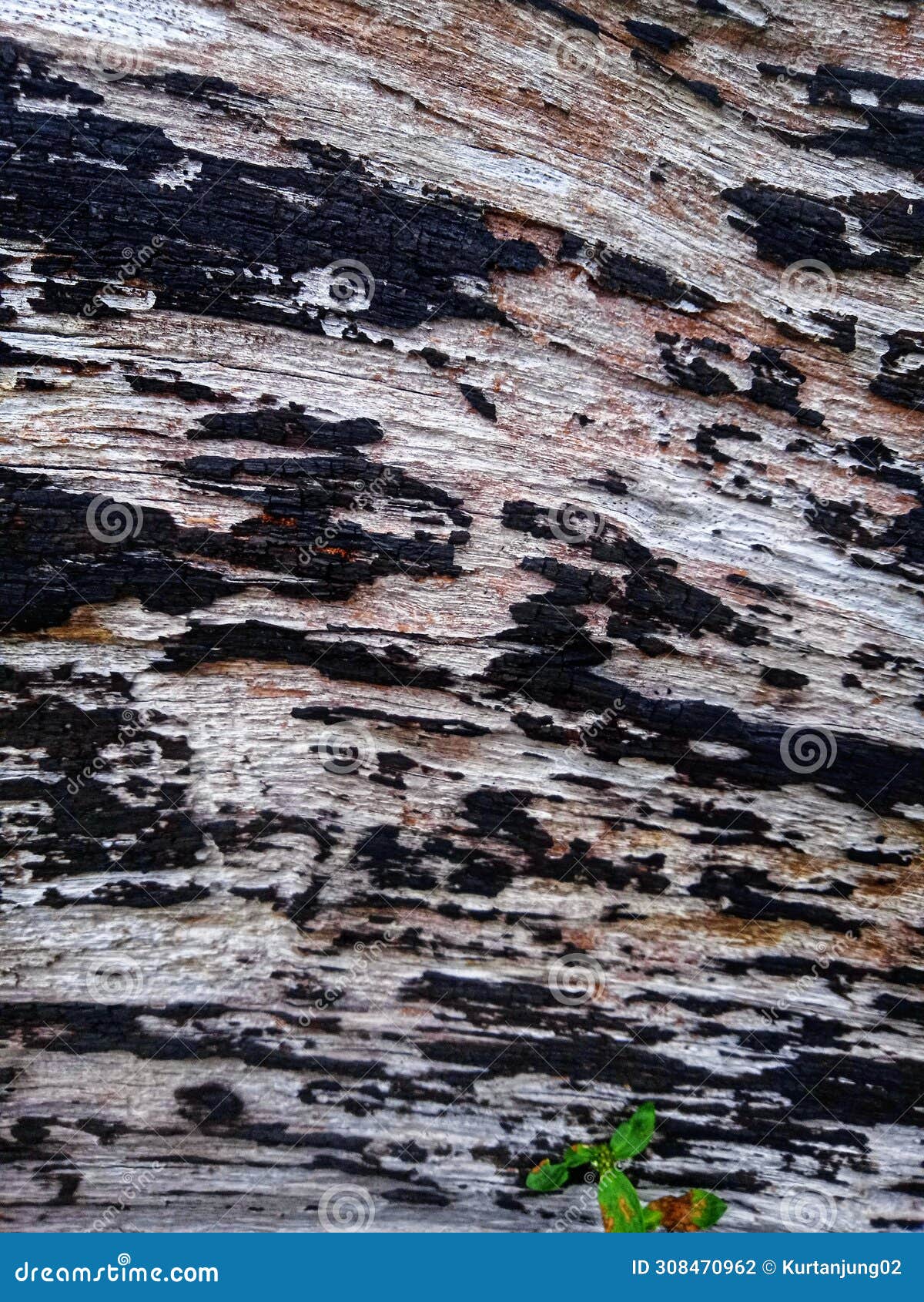 The Texture of Burnt Wood Trees with a Combination of Black and White ...