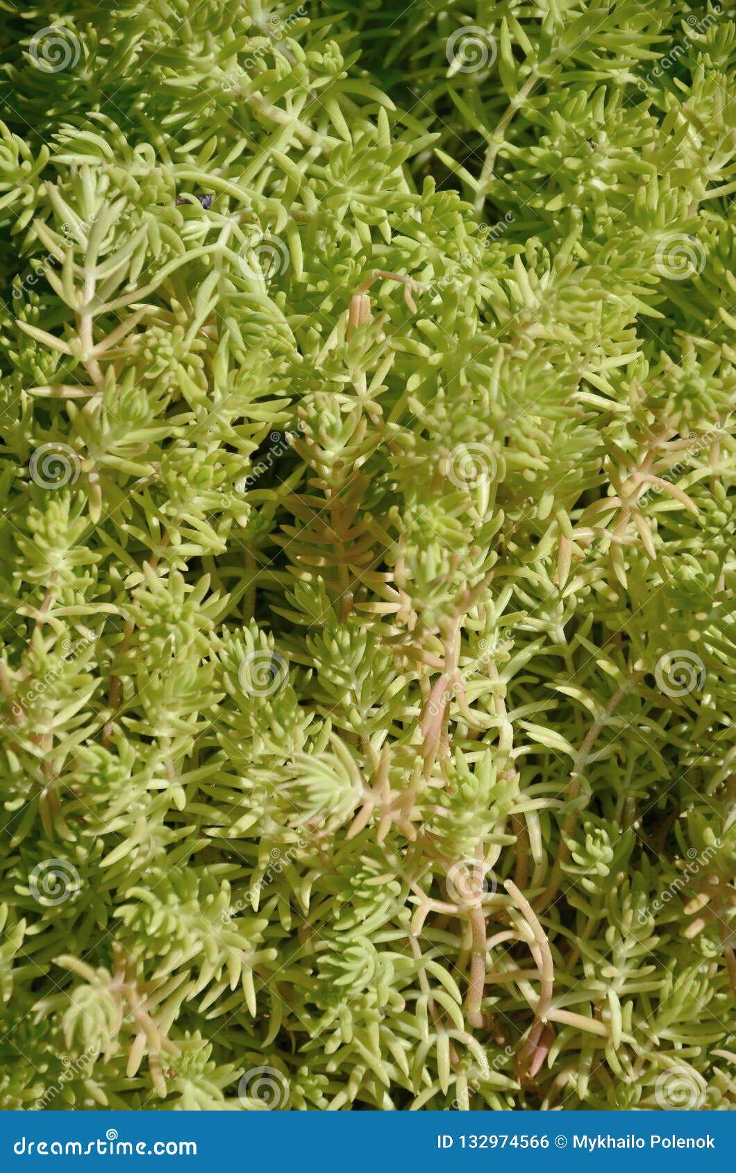 Texture of a Bush of a Green Plant, Similar To Underwater Algae Stock ...