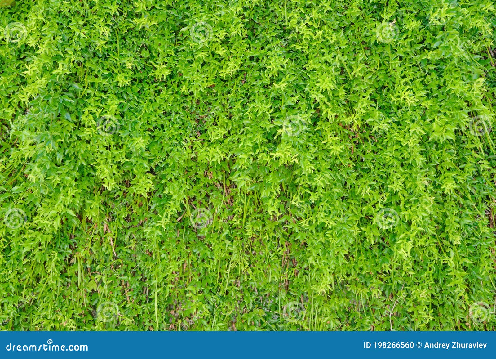 The Texture of the Bush. Leave and Branches of the Shrub. Wall of Green ...