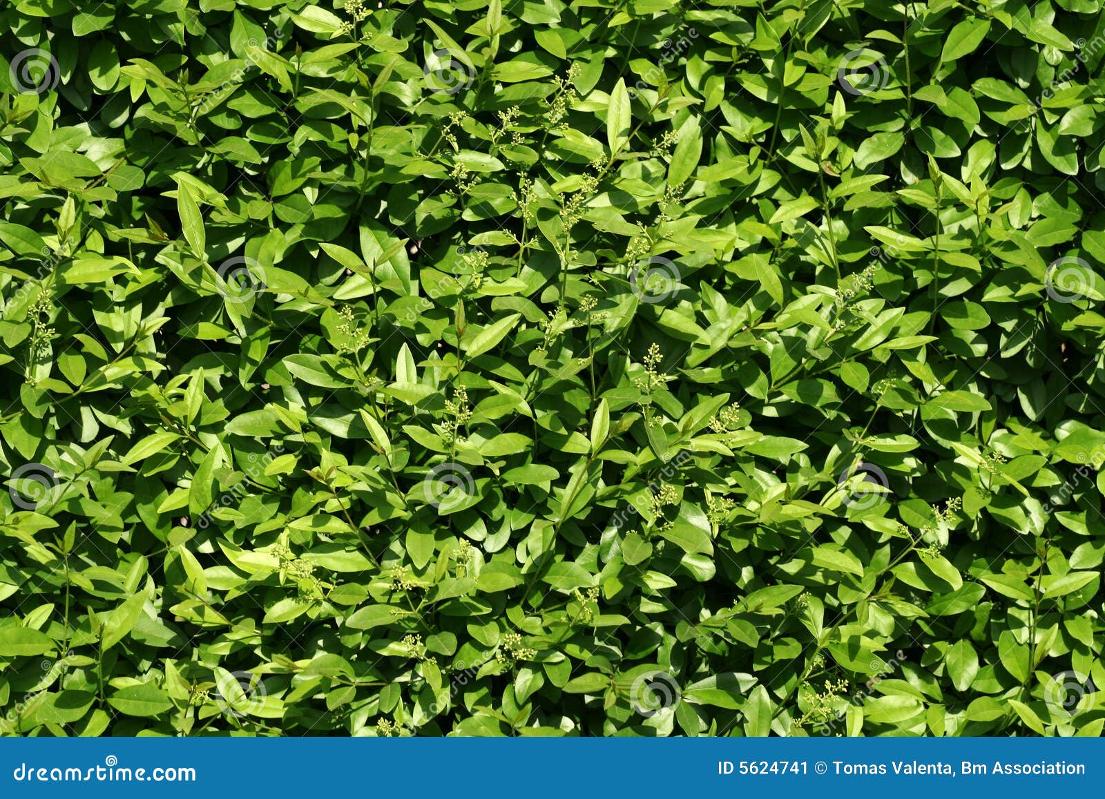 Bush Leaves Vibrant Vector Backdrop. Realistic Royalty-Free ...