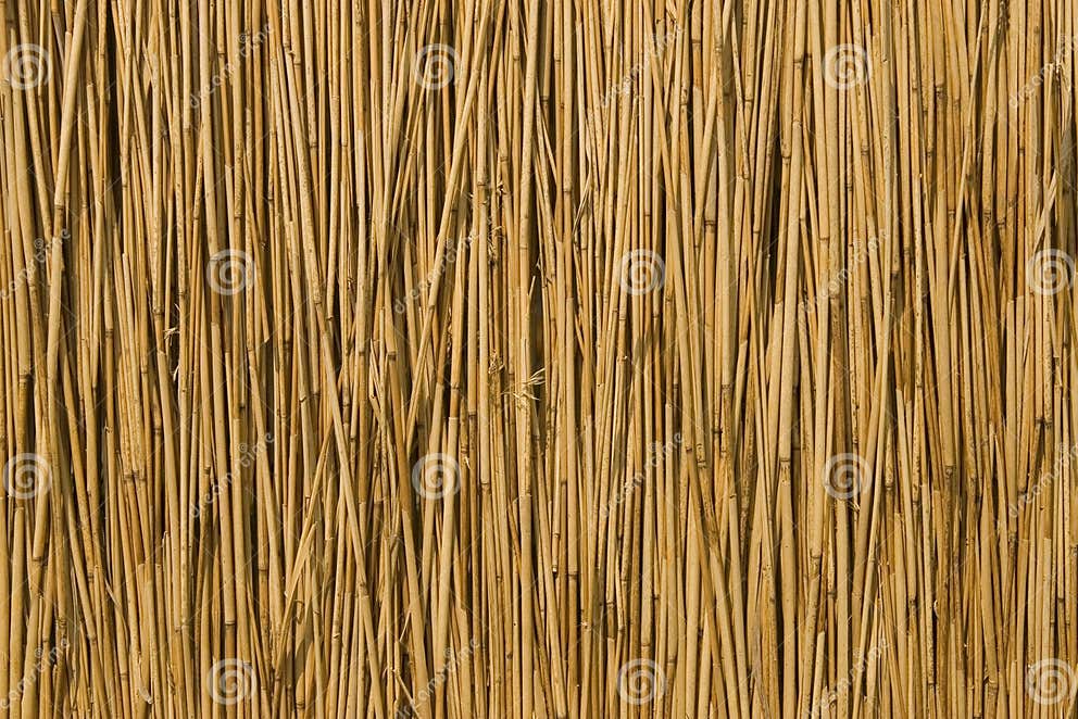 Texture of cane dry stock image. Image of nature, ornament - 15738899