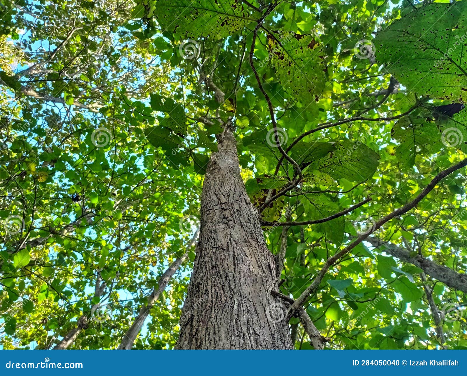 The Texture and Canopy of the Teak Tree (tectony Grandis) is Looked ...