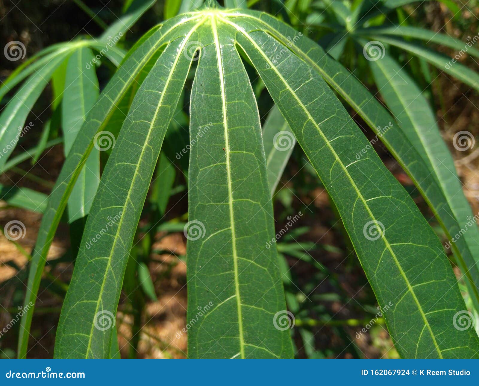 The Texture of Cassava Leaves, Nature Stock Photo - Image of foliage ...