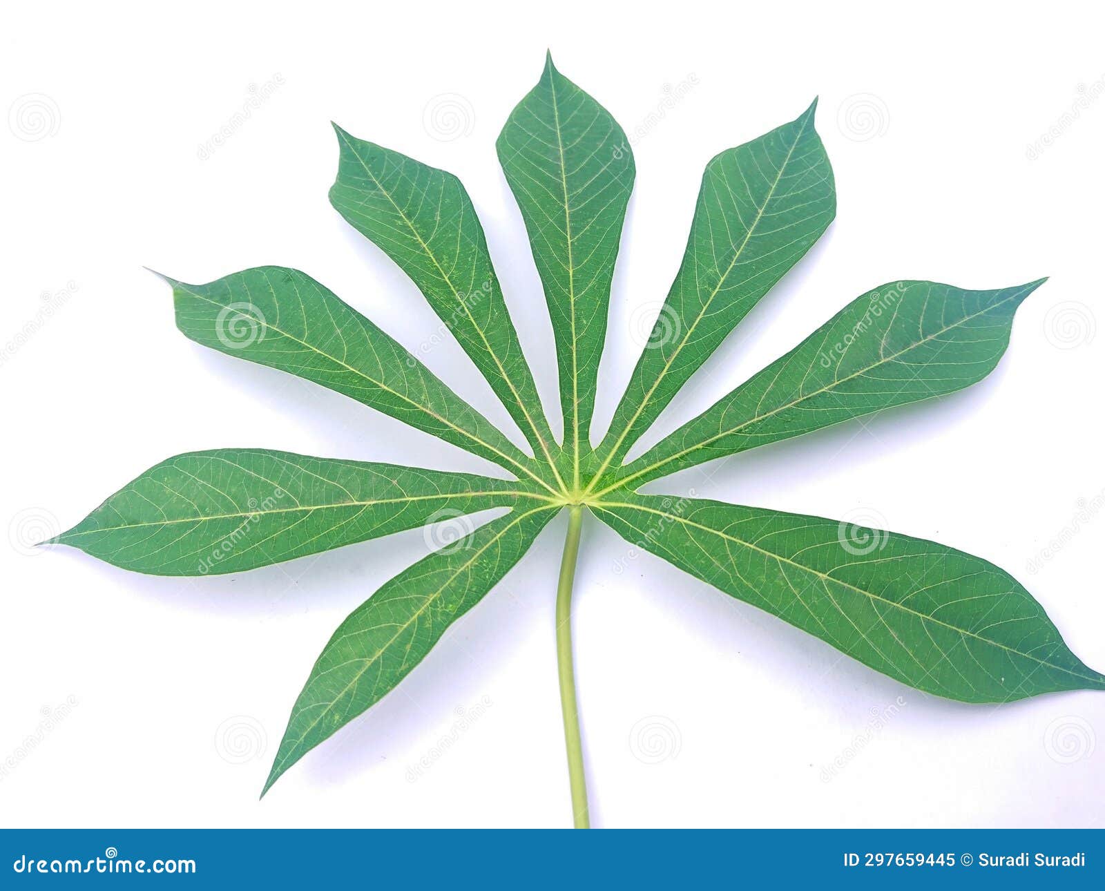 The Texture of Cassava Leaves that are Still Green and Fresh Stock ...