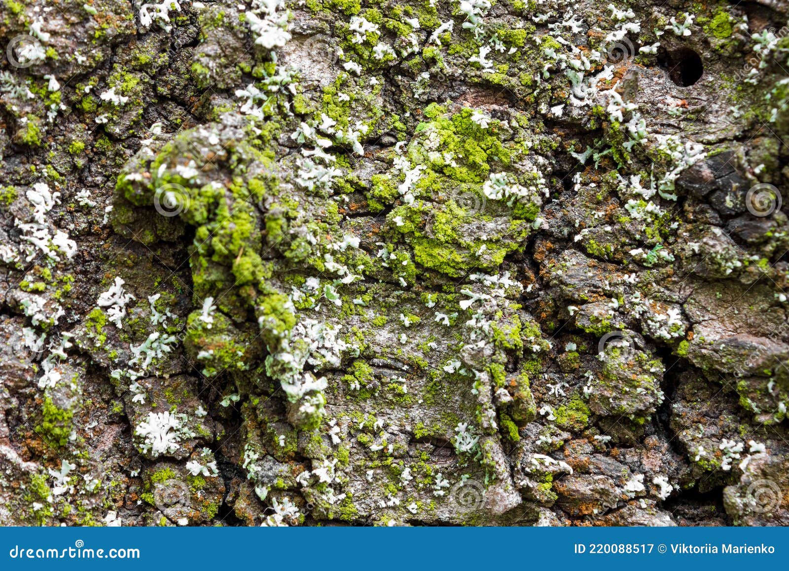 The Texture of the Cherry Tree Bark Stock Image - Image of background ...