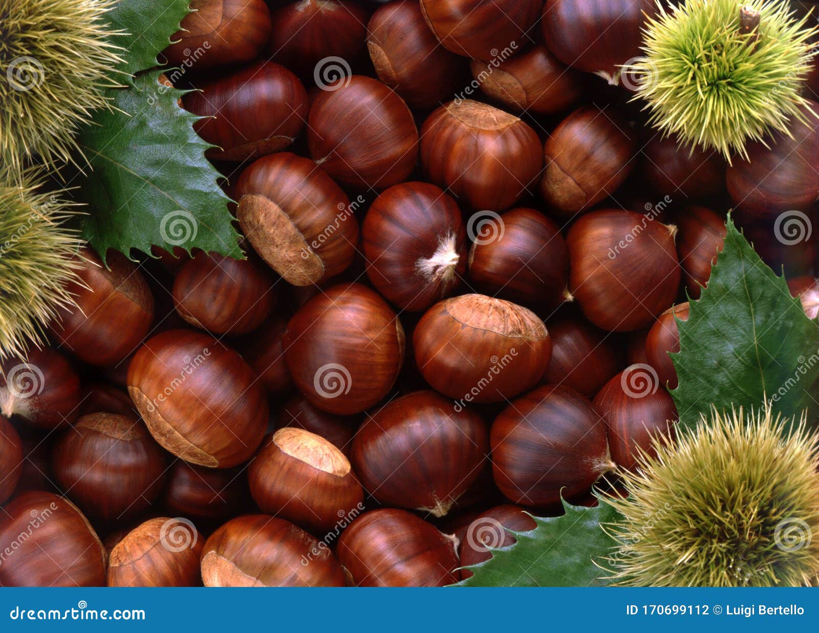 Texture of Chestnuts stock photo. Image of sativa, composition - 170699112
