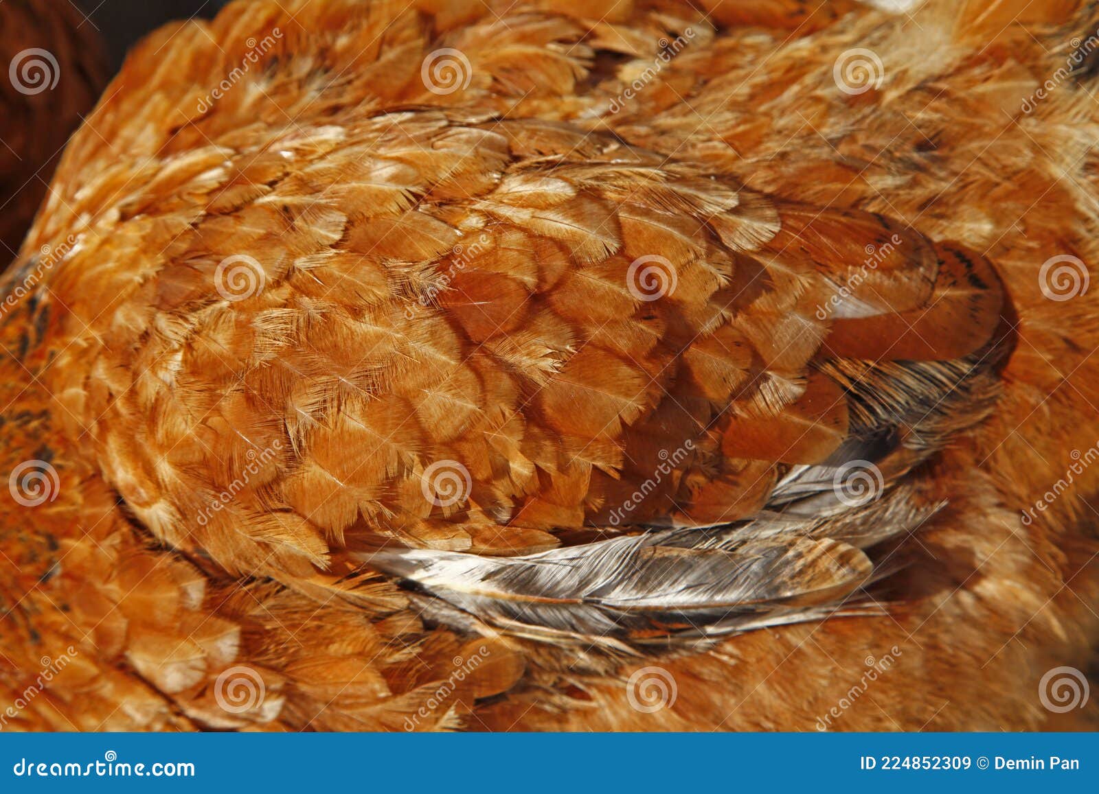 Texture of Chicken Feathers Stock Image - Image of macro, organic ...