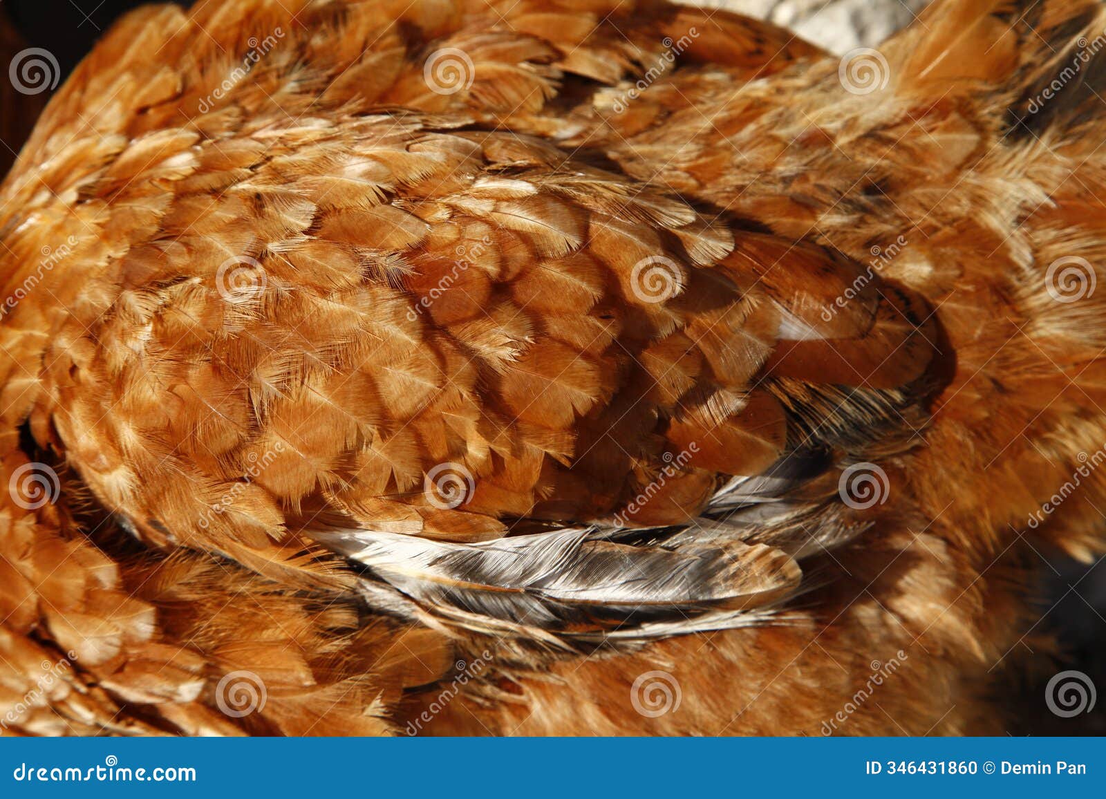 Texture of Chicken Feathers Stock Illustration - Illustration of light ...