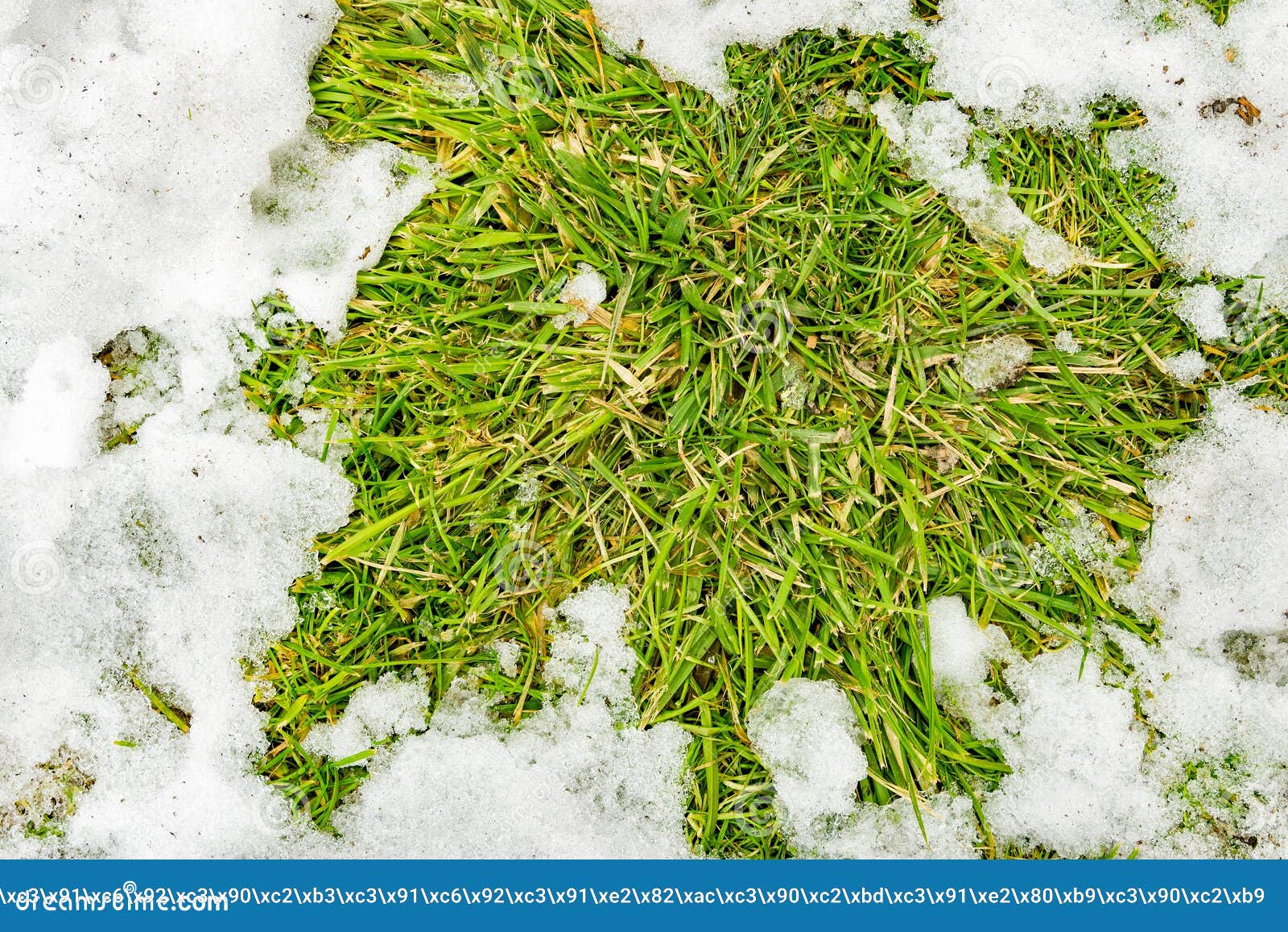 Texture in the Close-up Snow on the Grass Stock Photo - Image of color ...