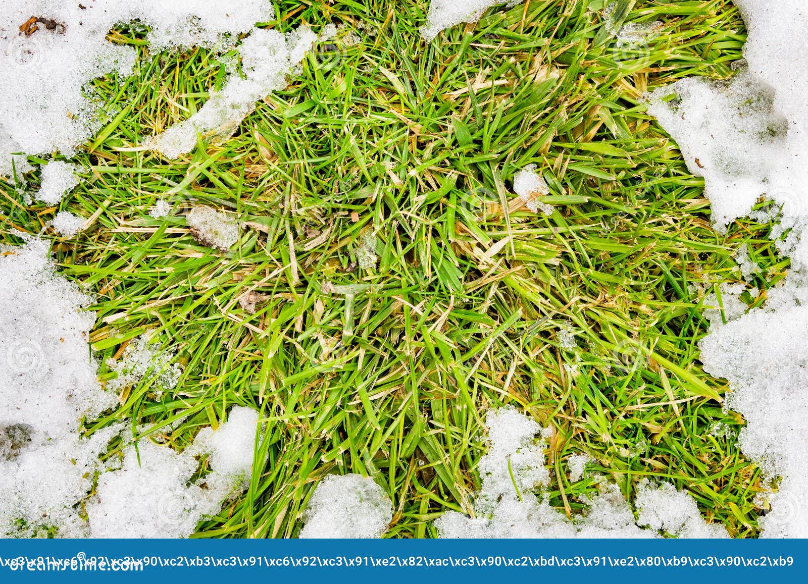 Texture in the Close-up Snow on the Grass Stock Image - Image of ...