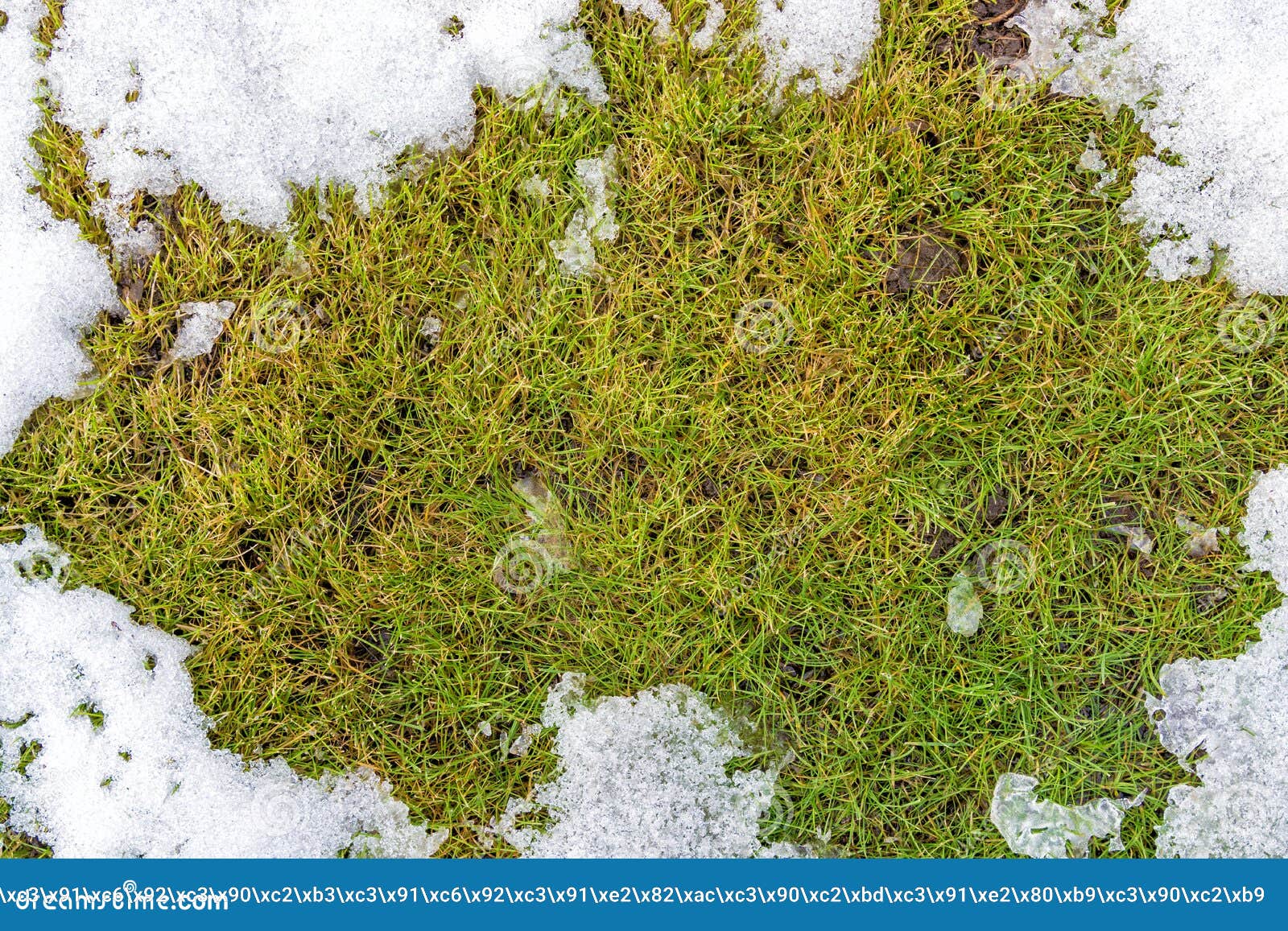 Texture in the Close-up Snow on the Grass Stock Photo - Image of ...