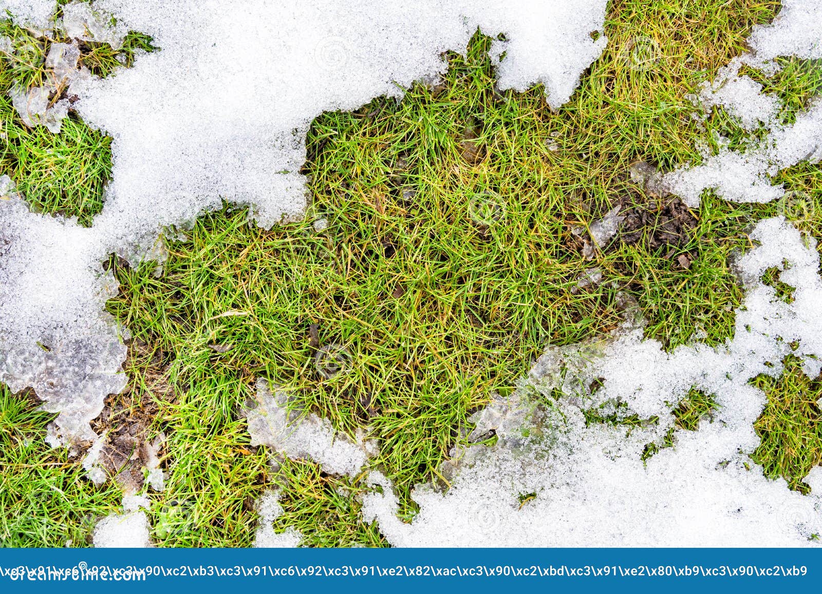 Texture in the Close-up Snow on the Grass Stock Image - Image of field ...