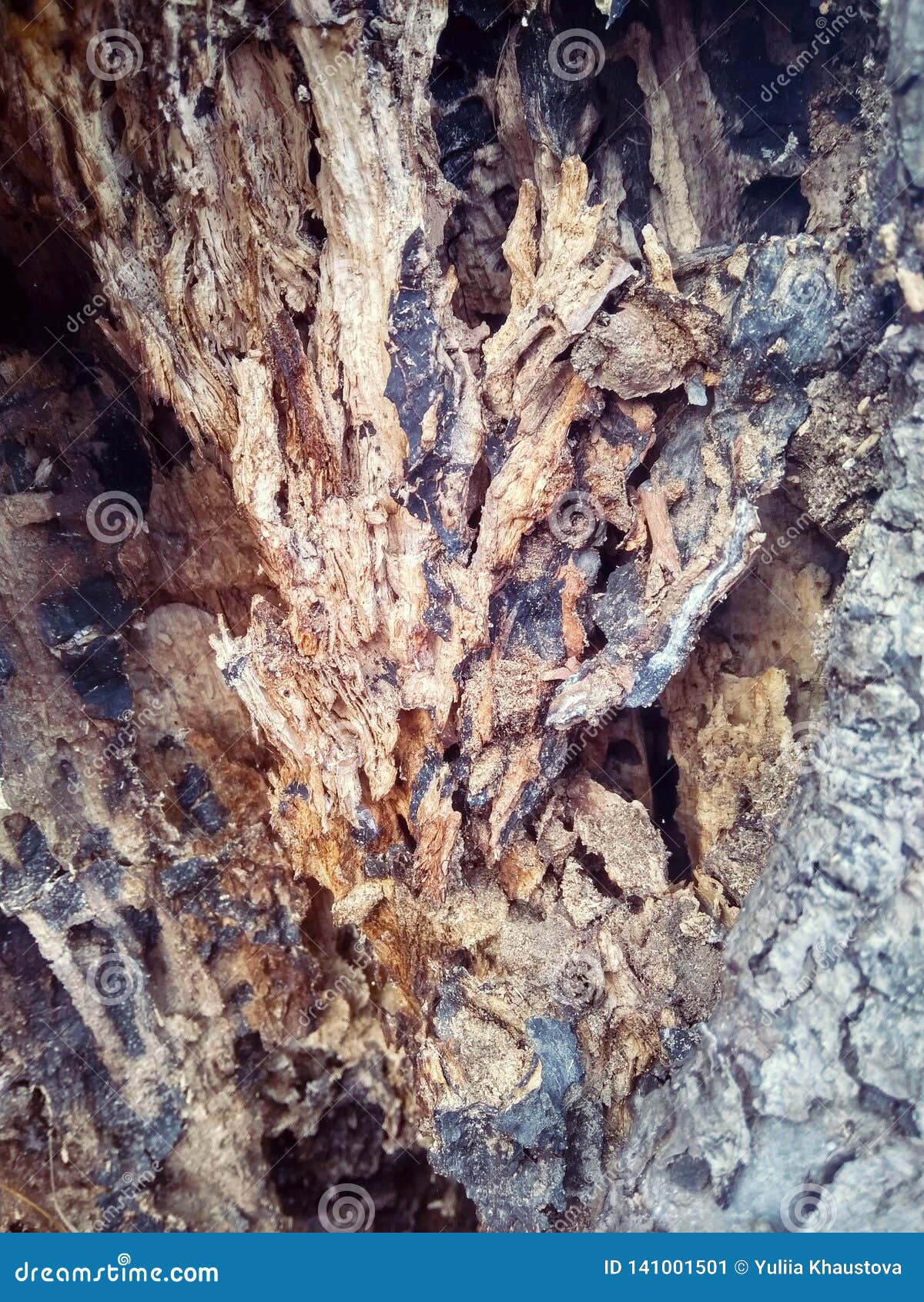 Texture Trunk Old Gray Tree Close Up Stock Image - Image of material ...