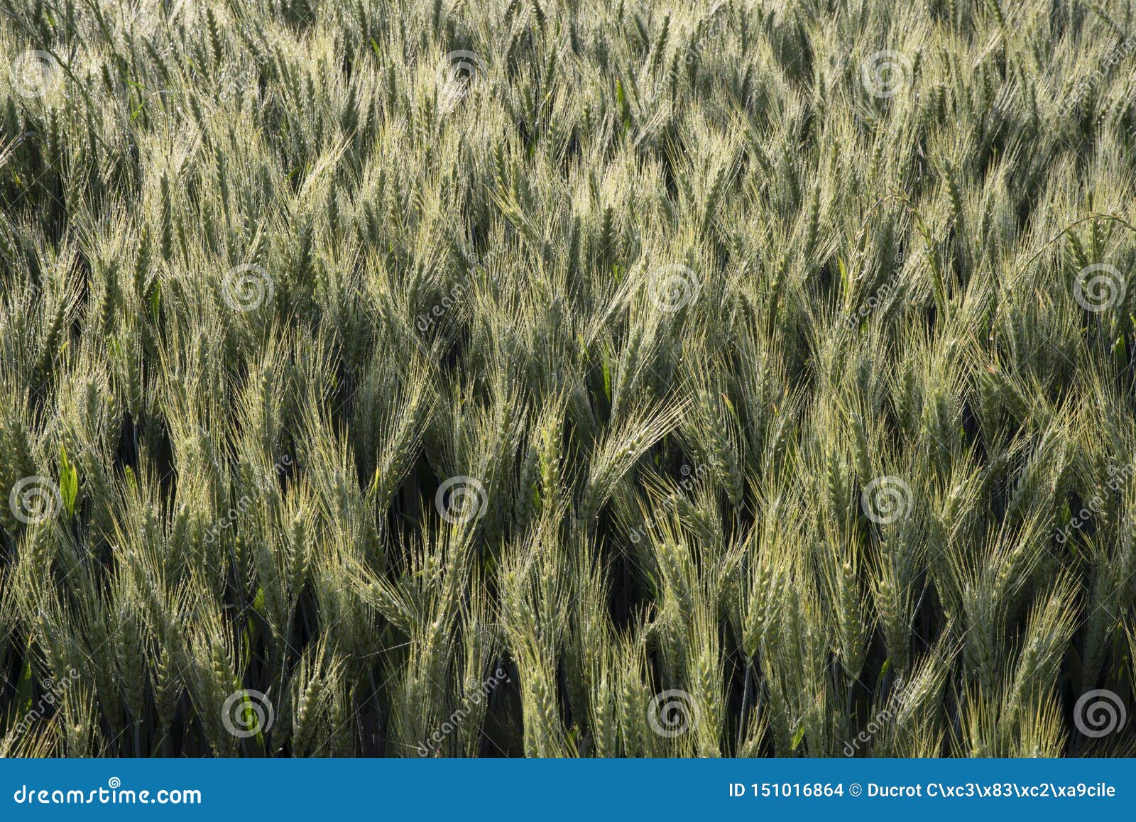 Texture of a Close-up of a Wheat Field Stock Photo - Image of landscape ...