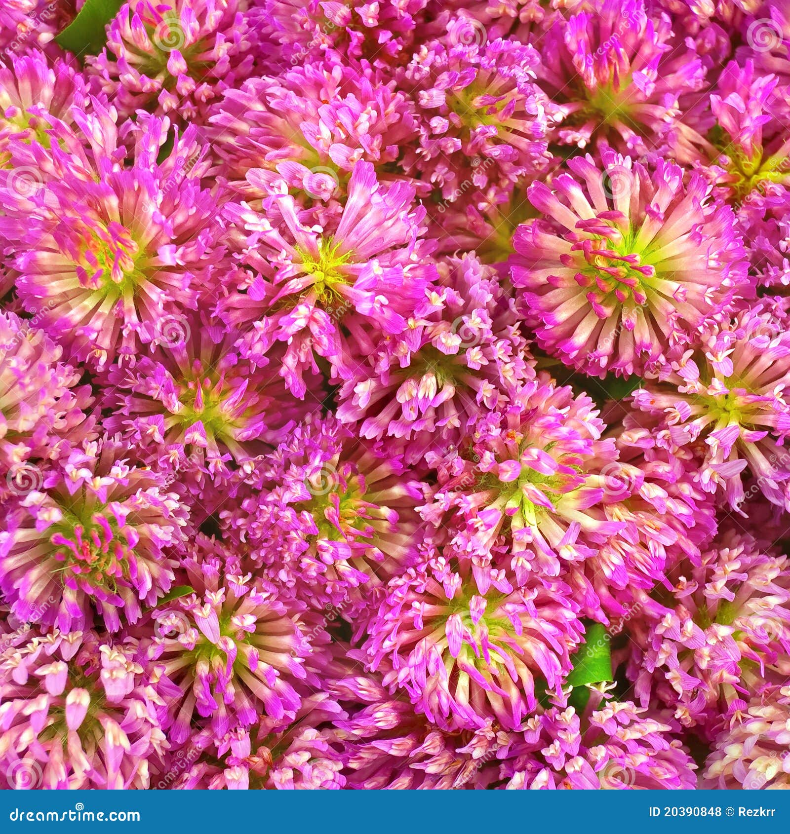 The texture of the clover stock photo. Image of background - 20390848