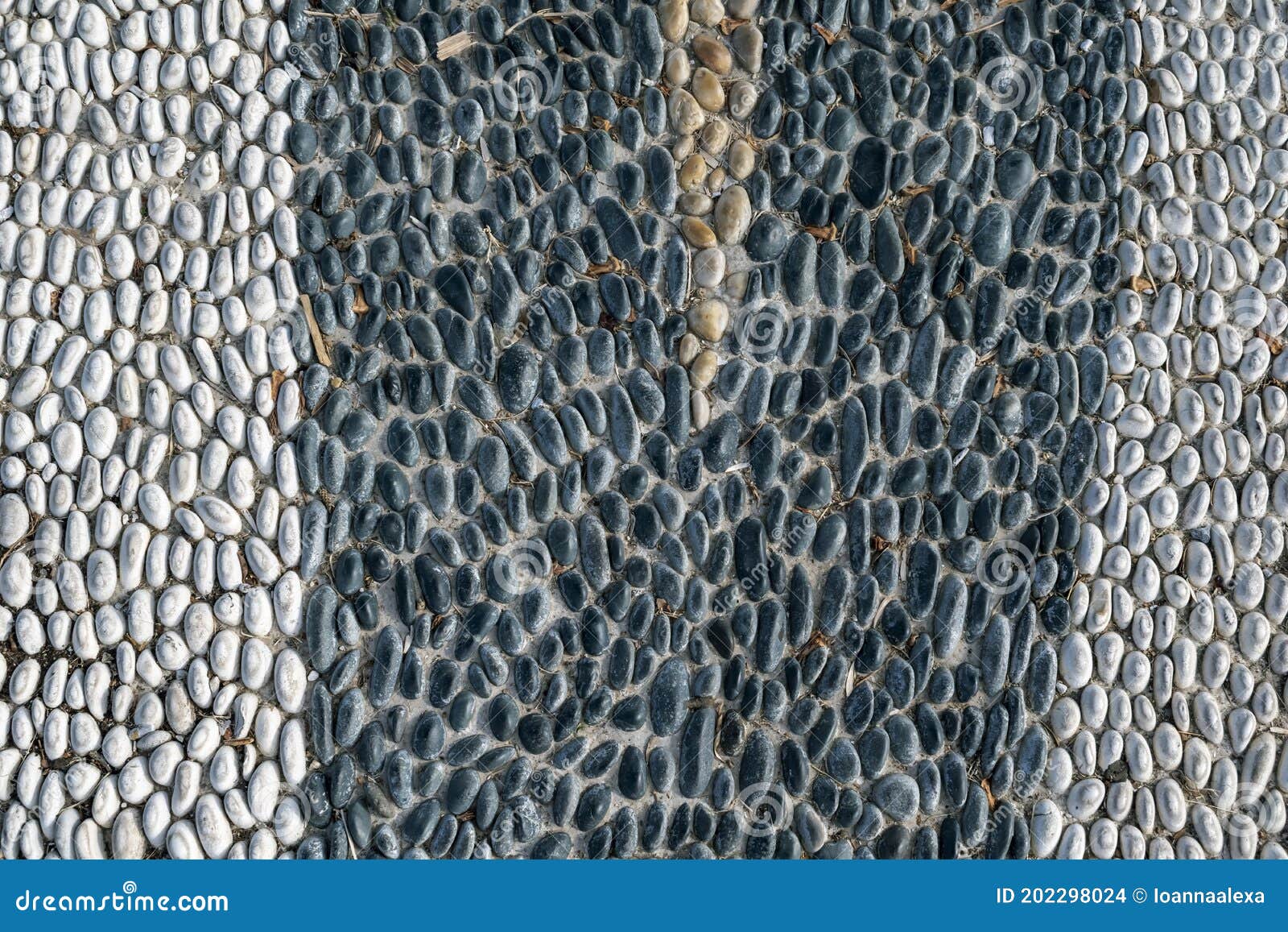 Texture of the Cobblestone Walkway Paved with Small Black, White and ...