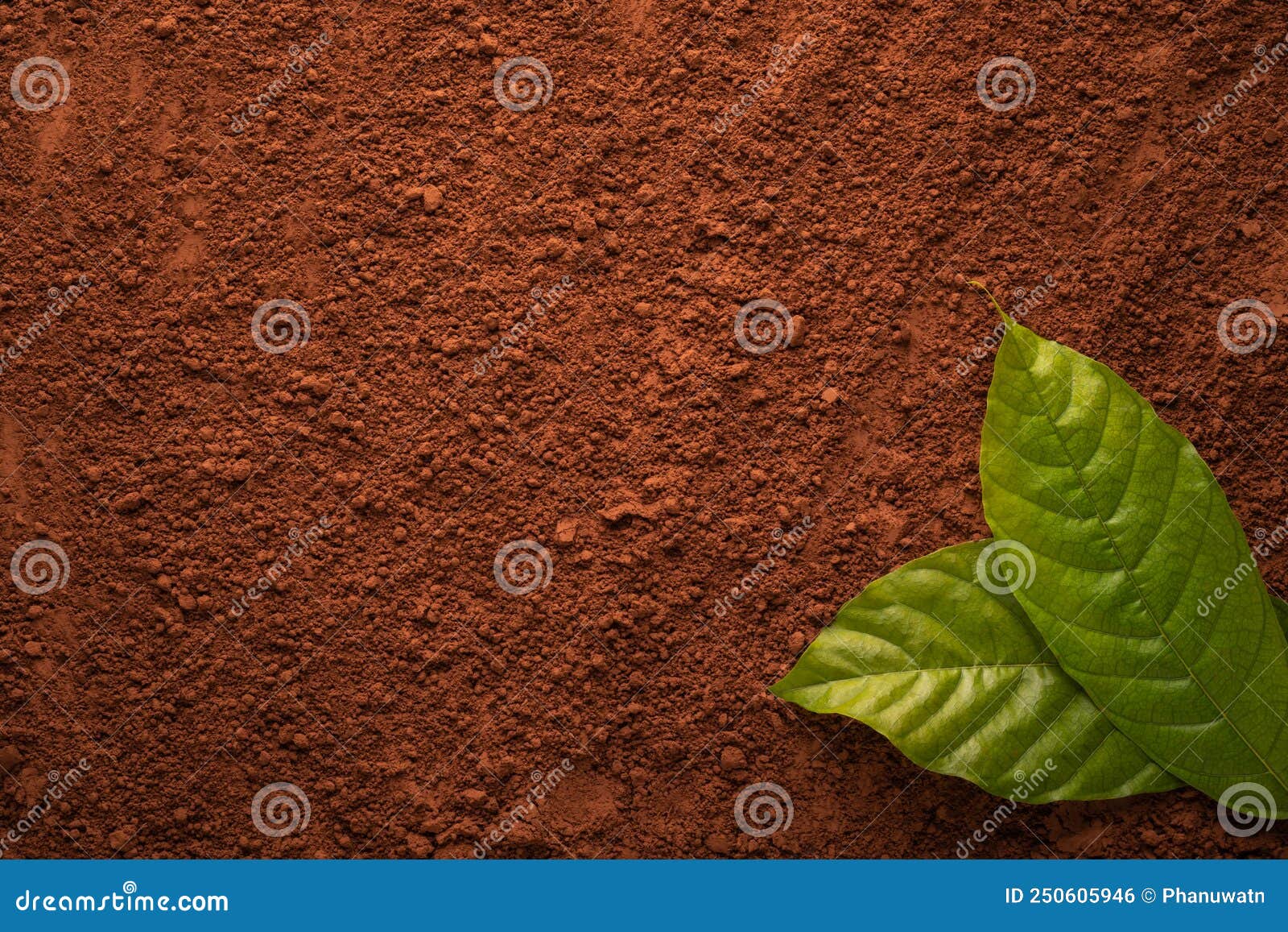Texture of Cocoa Powder with Green Cocoa Leaf, Top View for Background ...