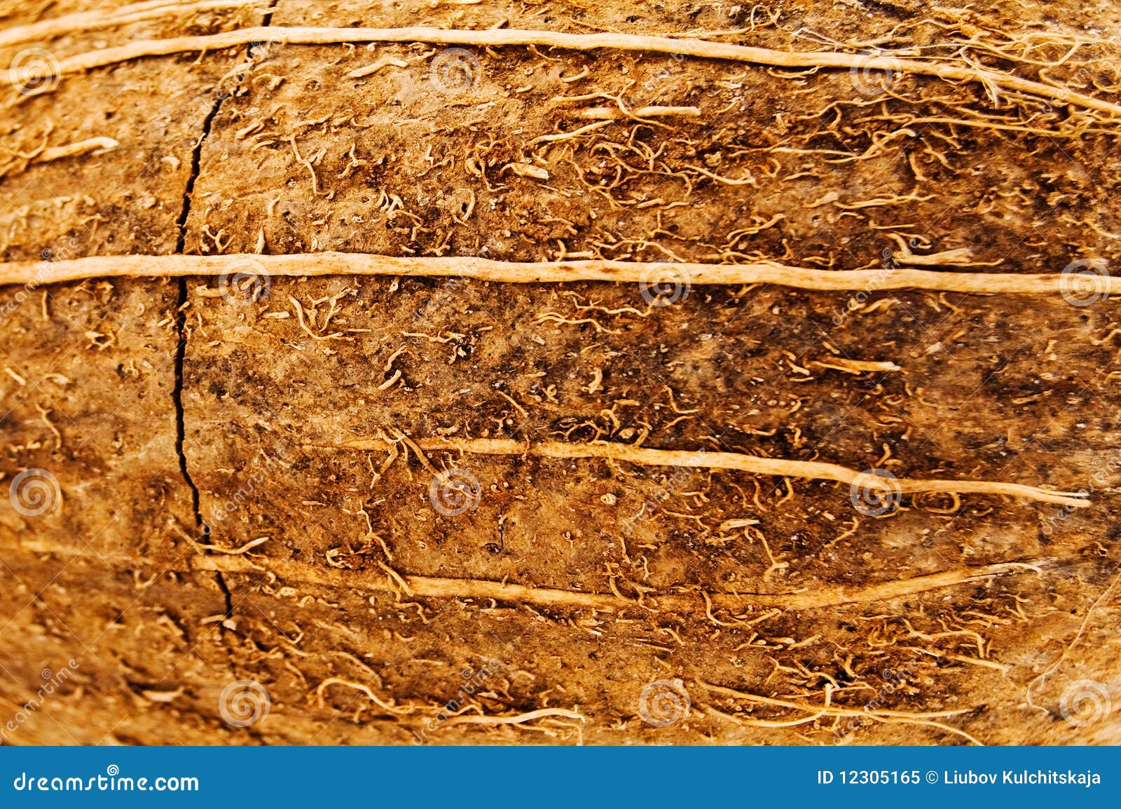 Texture of coconut. stock image. Image of frame, rustic - 12305165