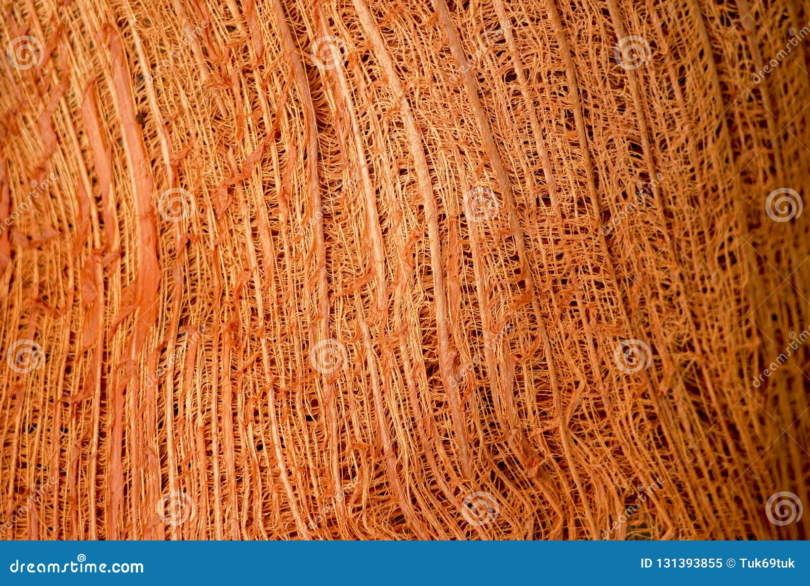 Texture Of Coconut Tree Leaves. Royalty-Free Stock Photography ...
